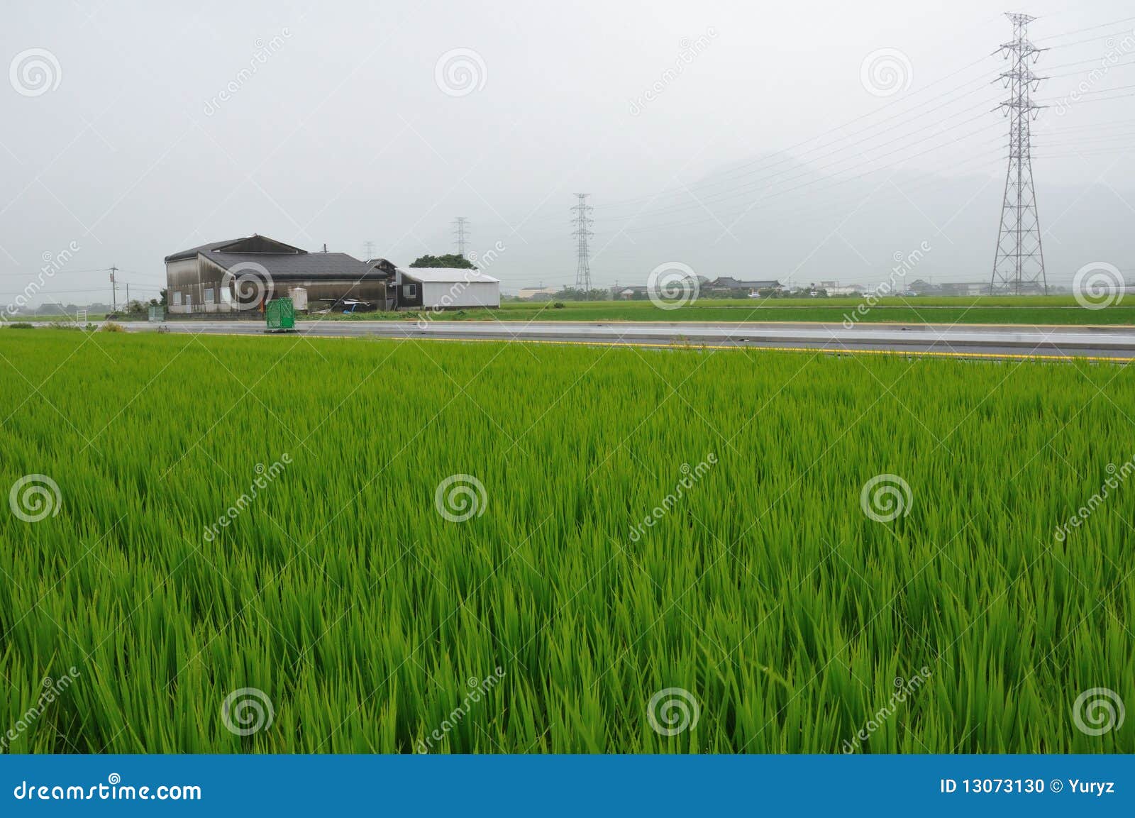 Rice-field landscape stock photo. Image of oriental, rural - 13073130