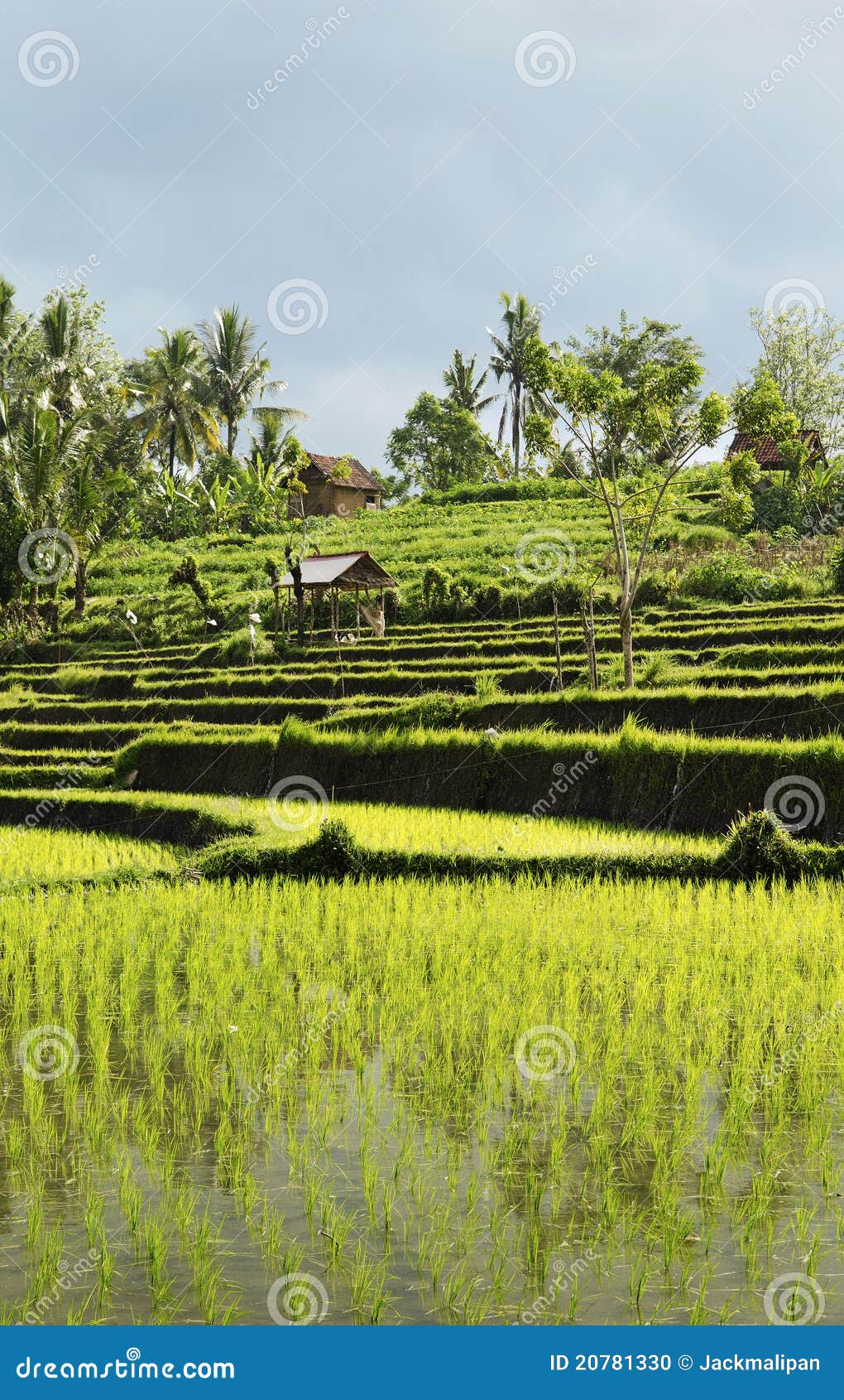 Rice Field Landscape in Bali Indonesia Stock Photo - Image of ...