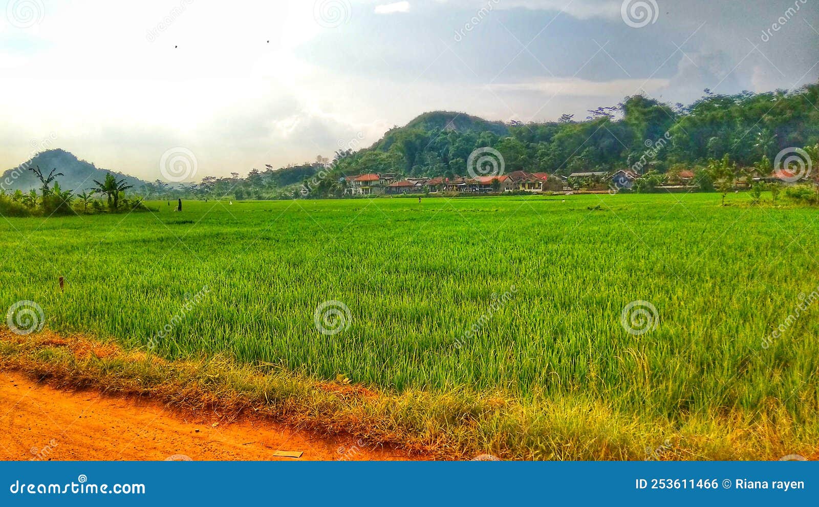 Rice Field Landscape on the Morning Stock Photo - Image of prairie ...