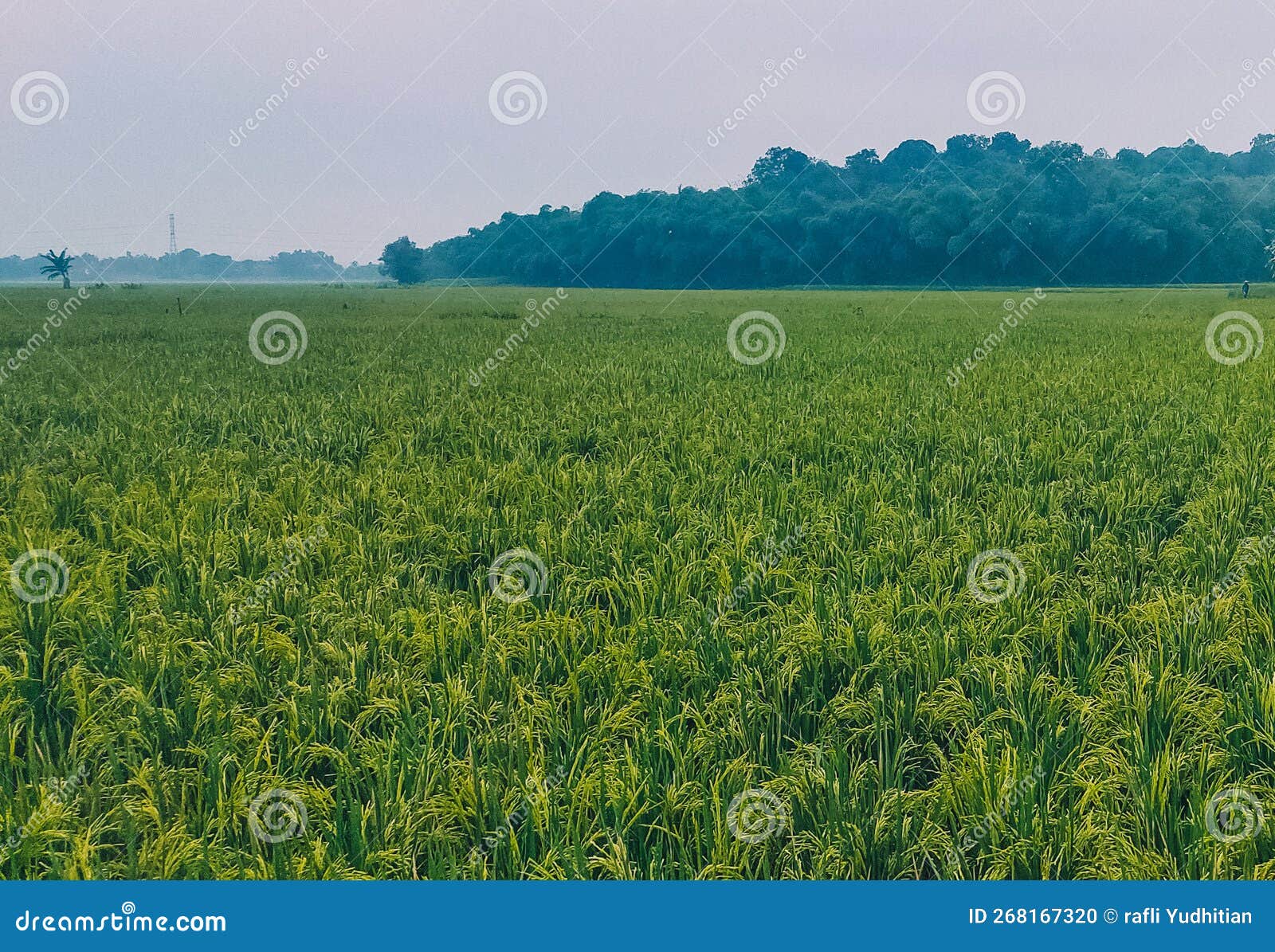 Rice Field Landscape Sawah Padi Stock Photo - Image of padi, sawah ...