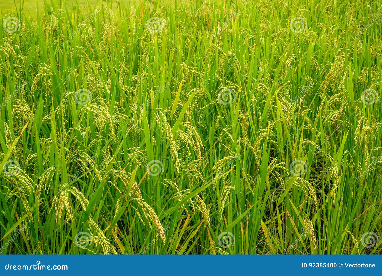 Rice field landscape. stock photo. Image of landscape - 92385400