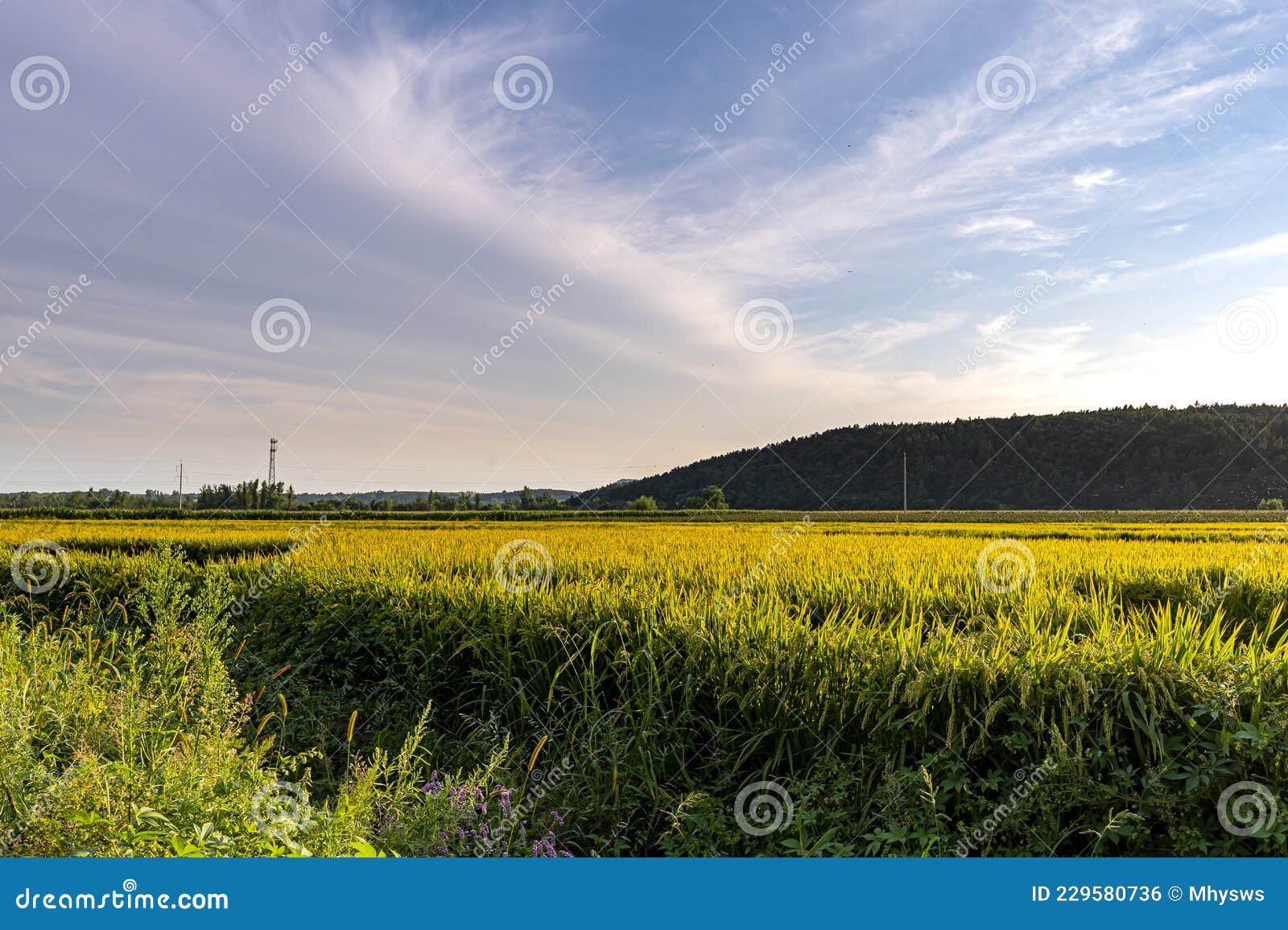 Rice Field Landscape in Summer Stock Photo - Image of rural ...