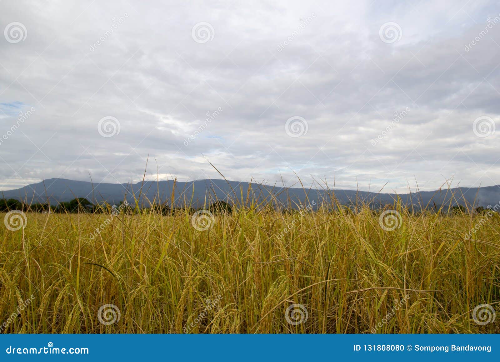 Rice field in Laos stock photo. Image of grain, laos - 131808080