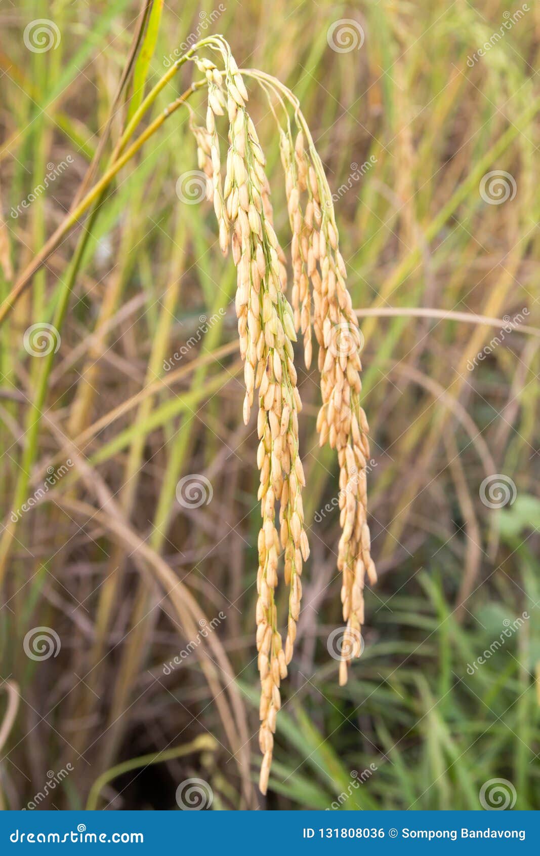Rice field in Laos stock photo. Image of countryside - 131808036