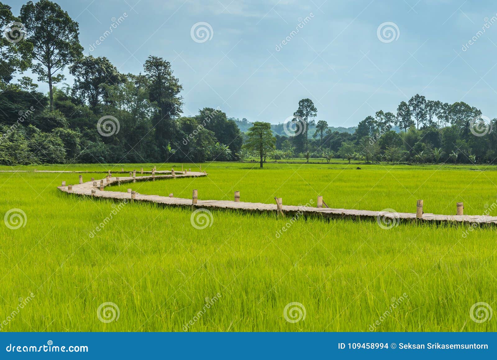 Rice Field and Long Bamboo Bridge Stock Photo - Image of landscape ...