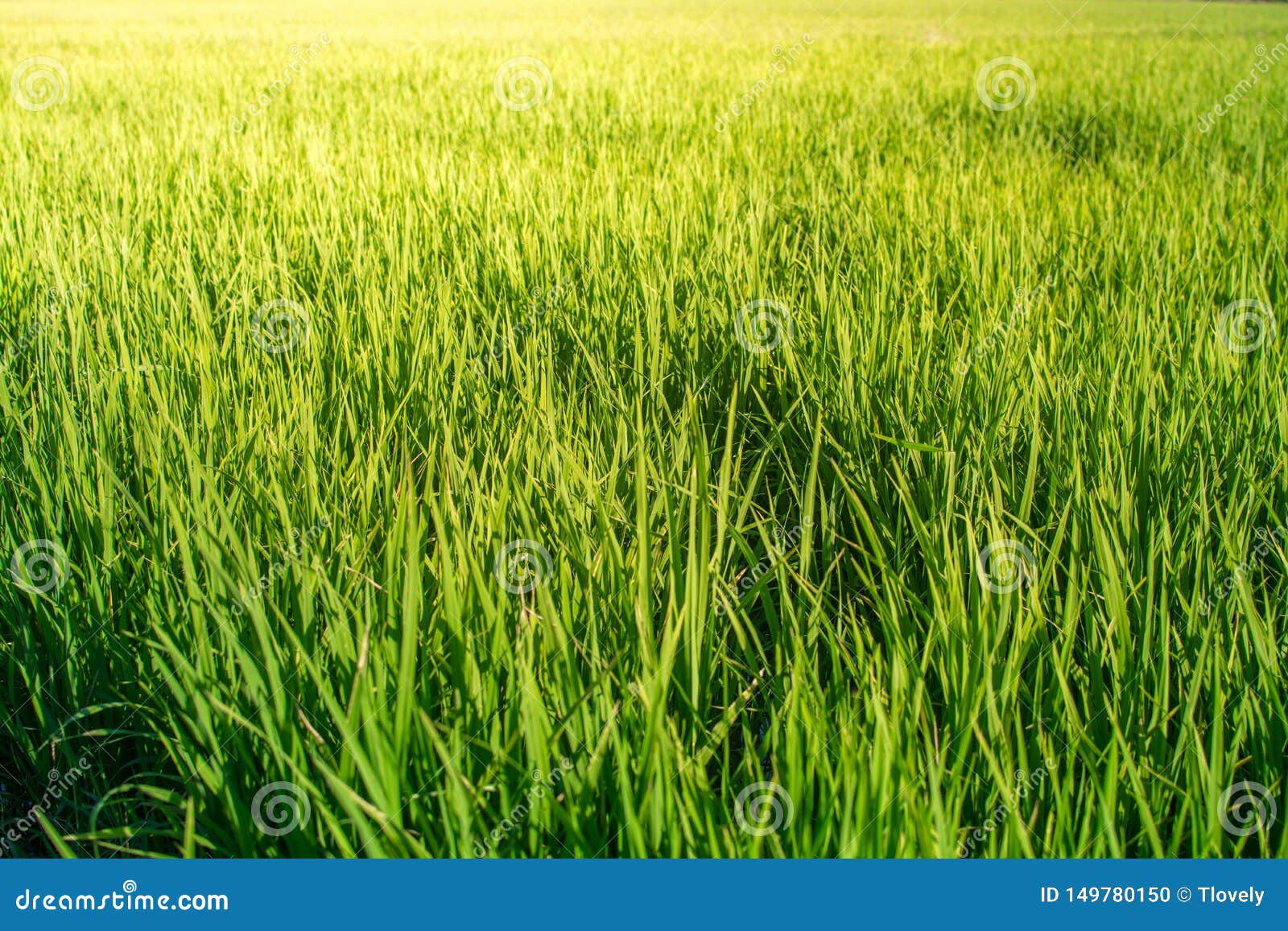 Rice Field Looks Like Green Grass. Everywhere is Light Green Stock ...