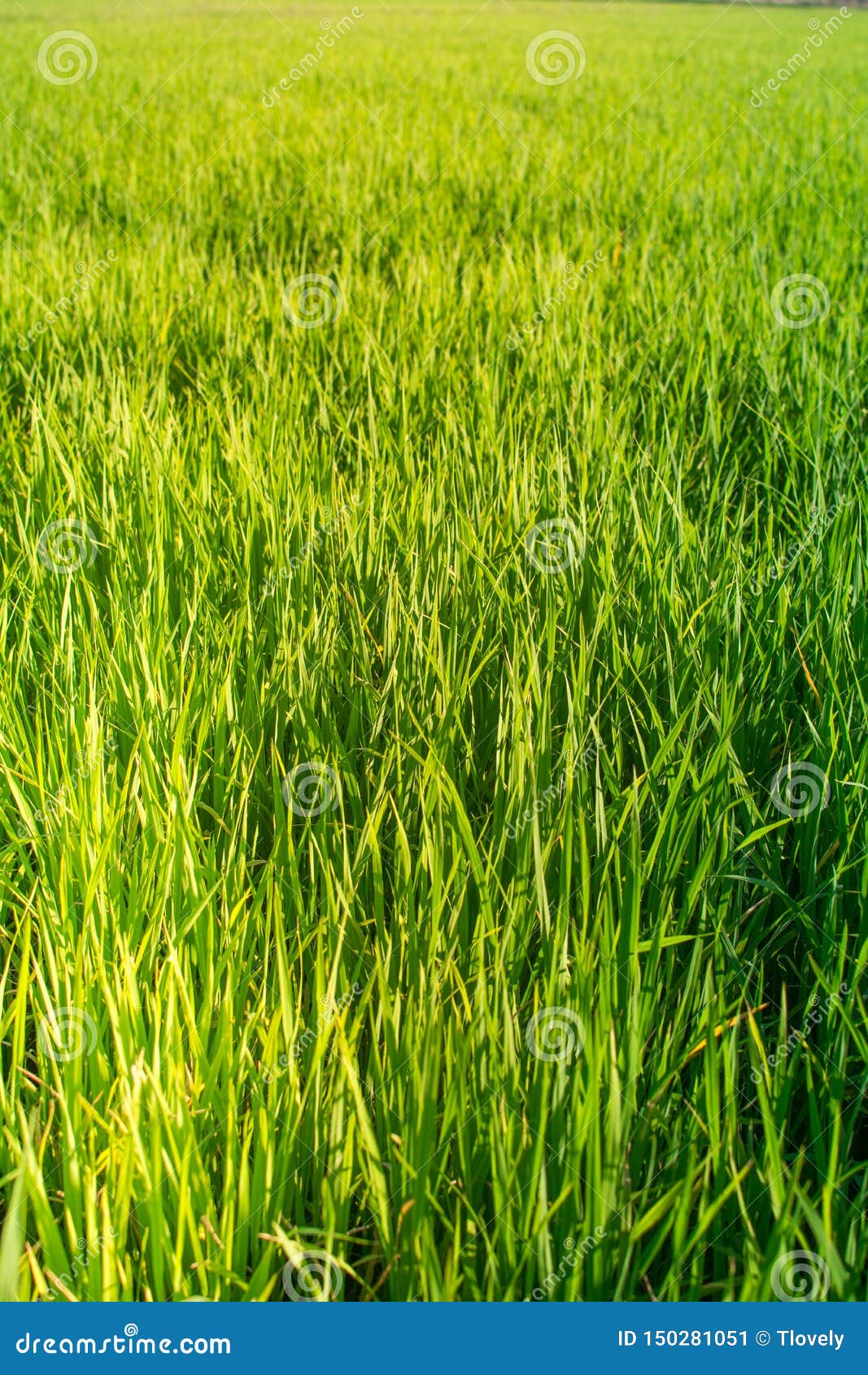 Rice Field Looks Like Green Grass. Stock Image - Image of land, asian ...