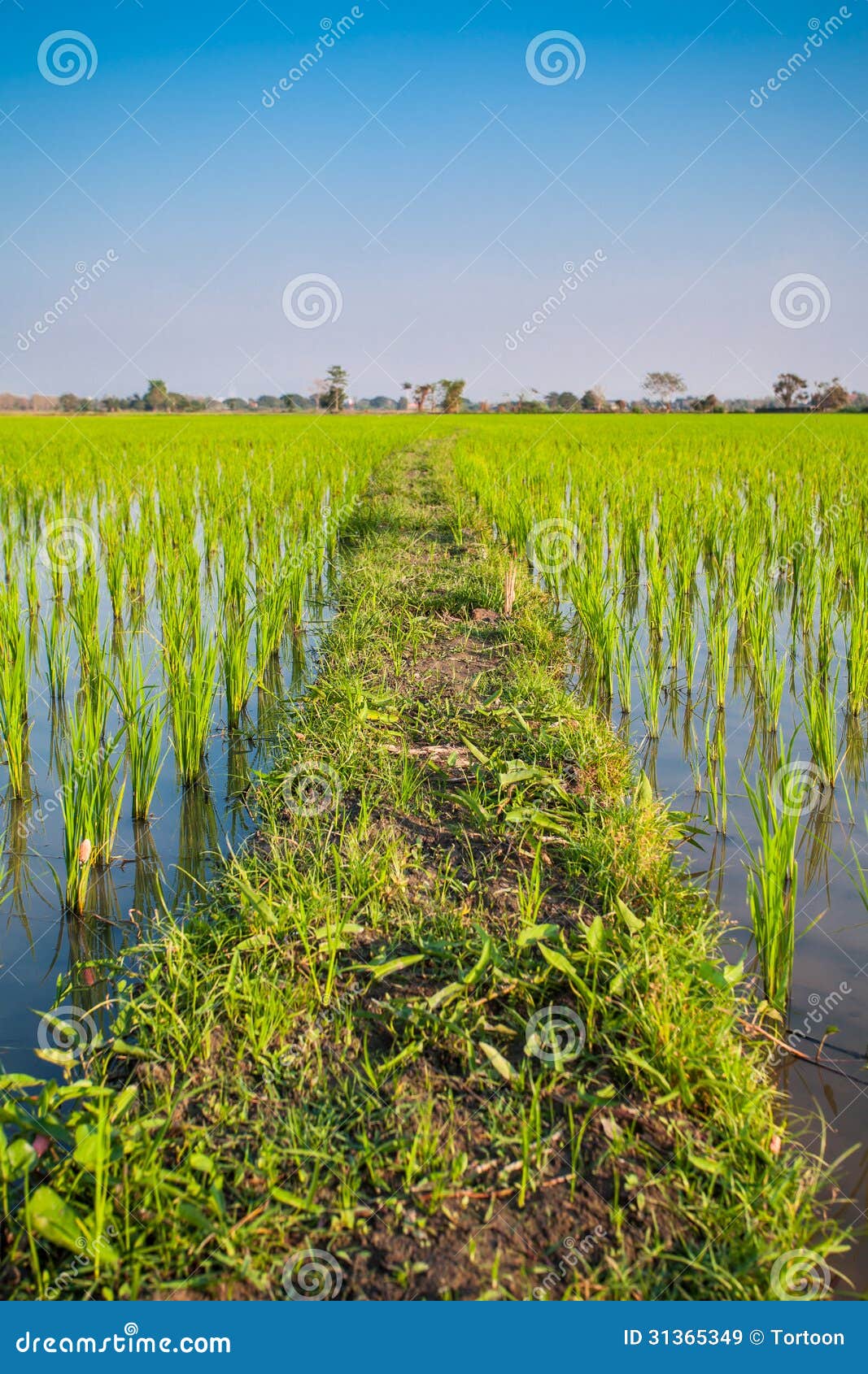 Rice field stock image. Image of foliage, healthy, natural - 31365349