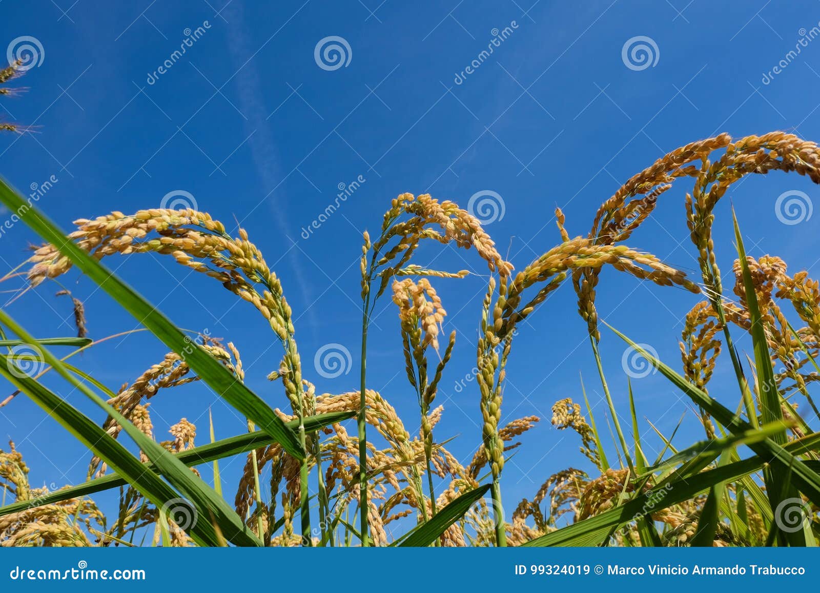 Rice field stock image. Image of cultivate, plant, panicle - 99324019