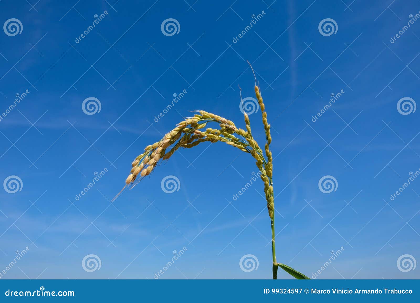 Rice field stock image. Image of rural, farm, agricultural - 99324597