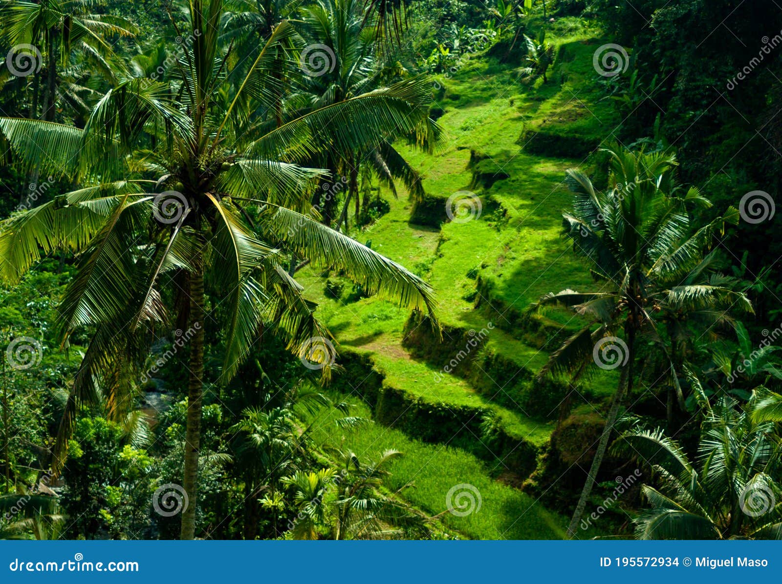 Rice Field in the Middle of the Jungle in Bali Stock Photo - Image of ...