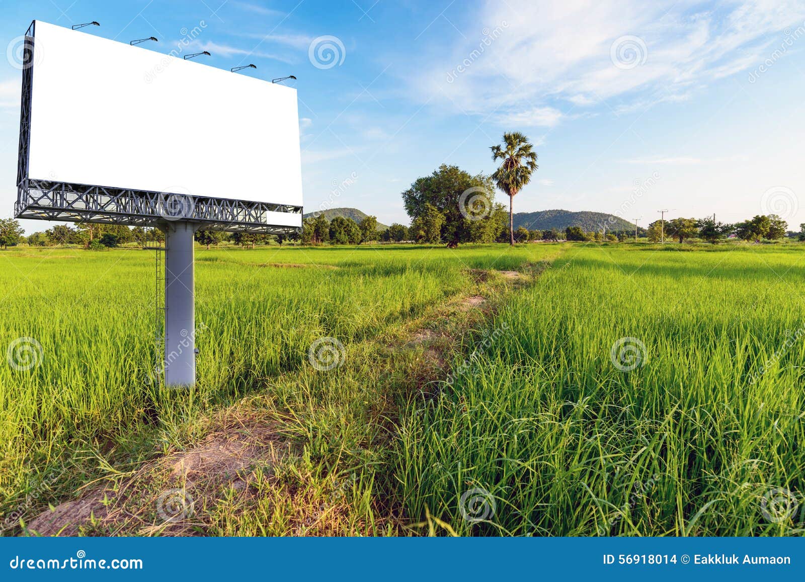 Rice Field in the Morning. stock photo. Image of blank - 56918014