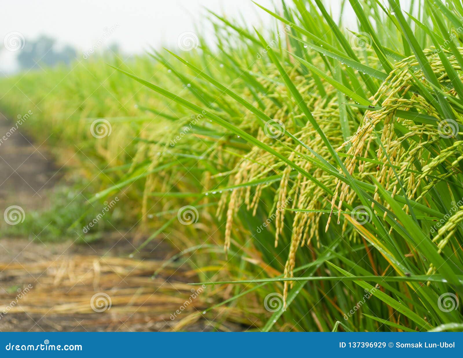 Rice Field Stock Images - Download 125,526 Royalty Free Photos