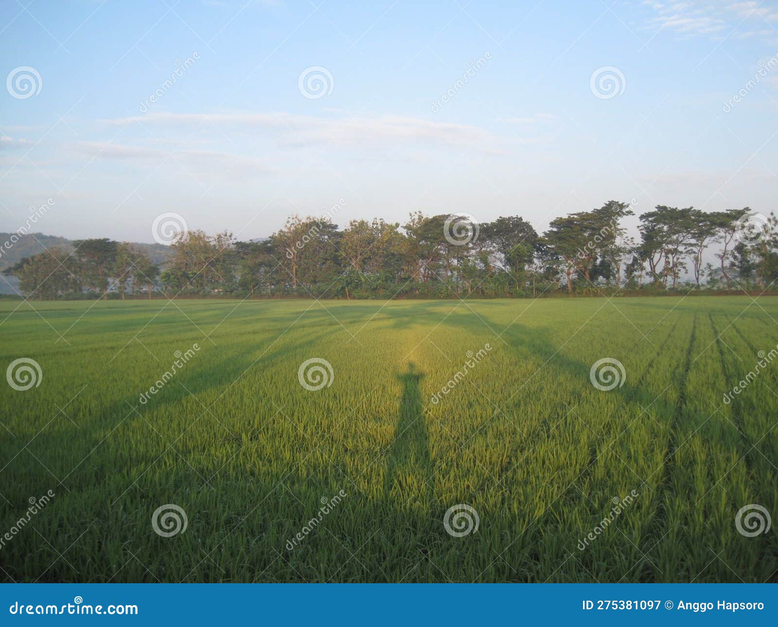 My Shadow on the Rice Field in the Morning Stock Image - Image of ...