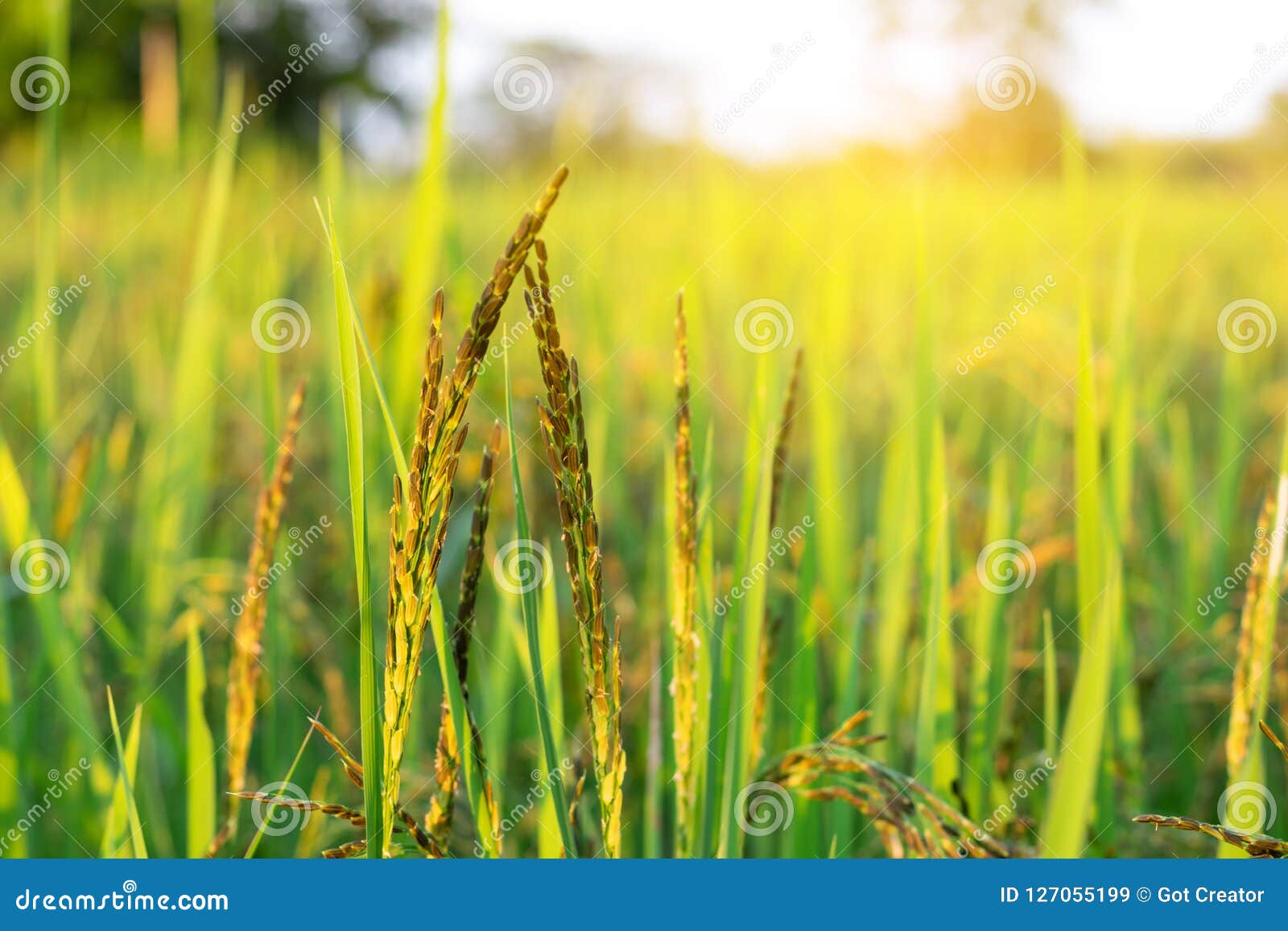 Rice Field in the Morning with the Sun Shining through. Stock Image ...