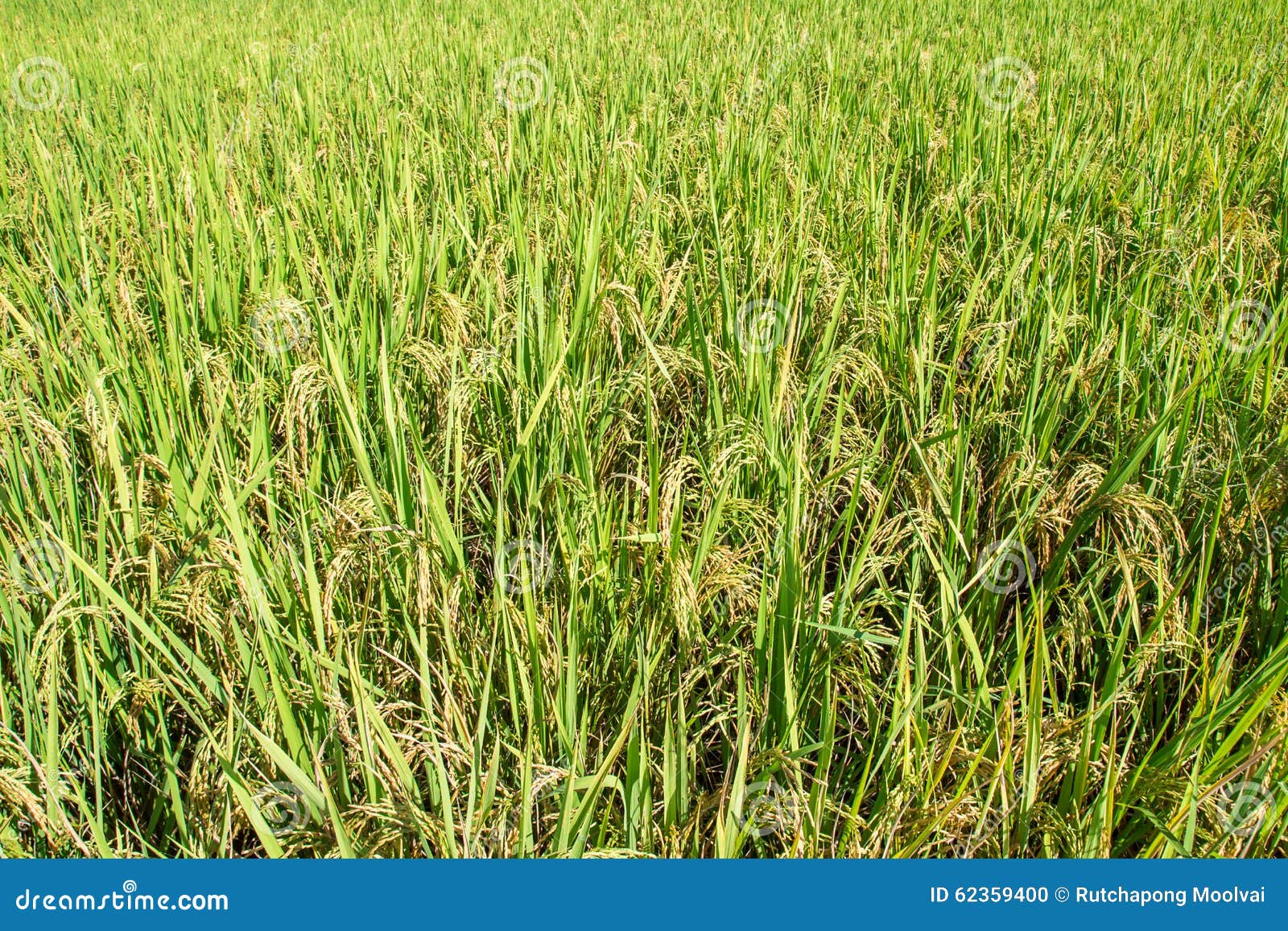 Rice in the field stock photo. Image of beautiful, abundance - 62359400