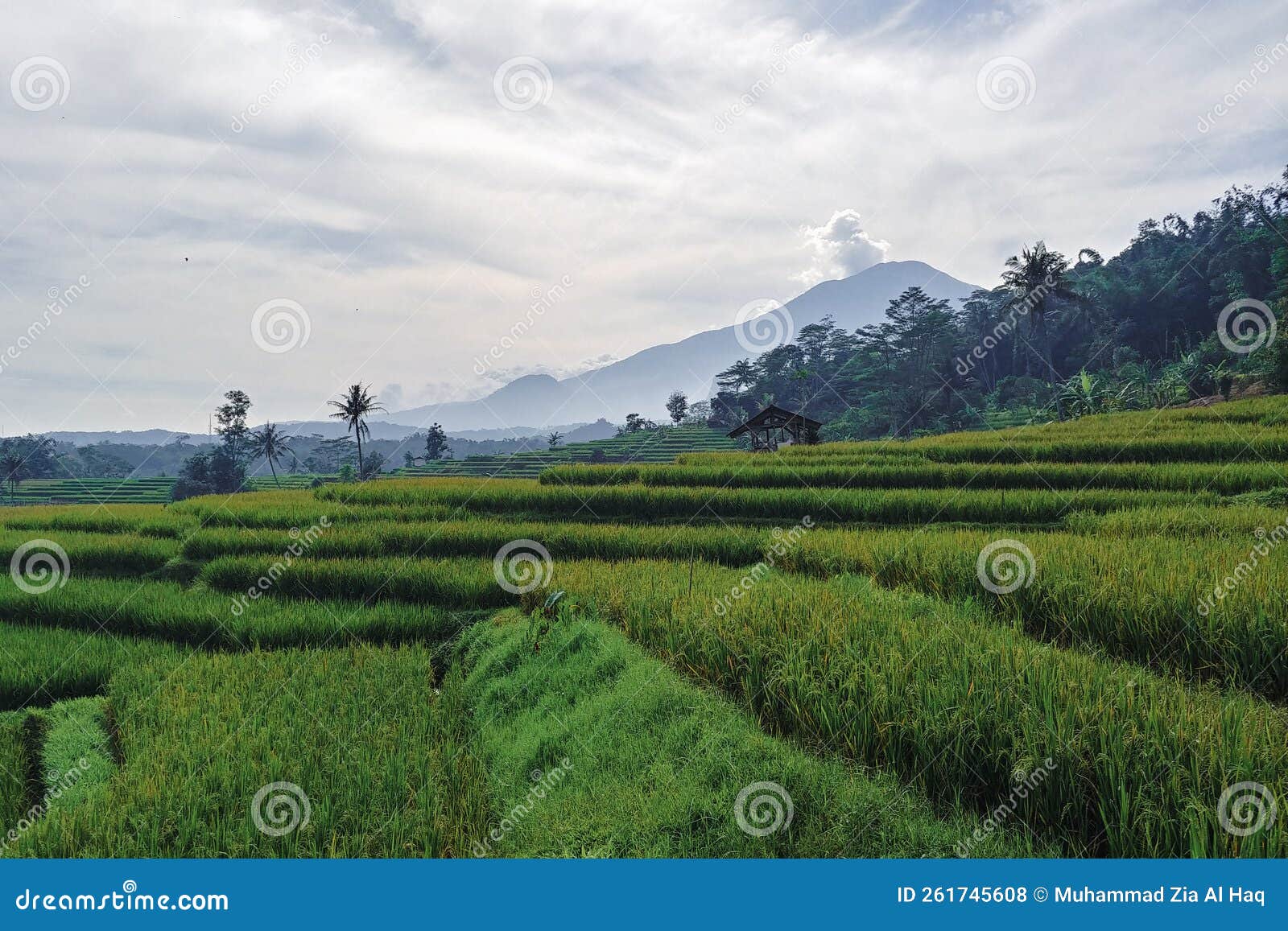 Rice Field with Mountain Background Stock Photo - Image of green ...