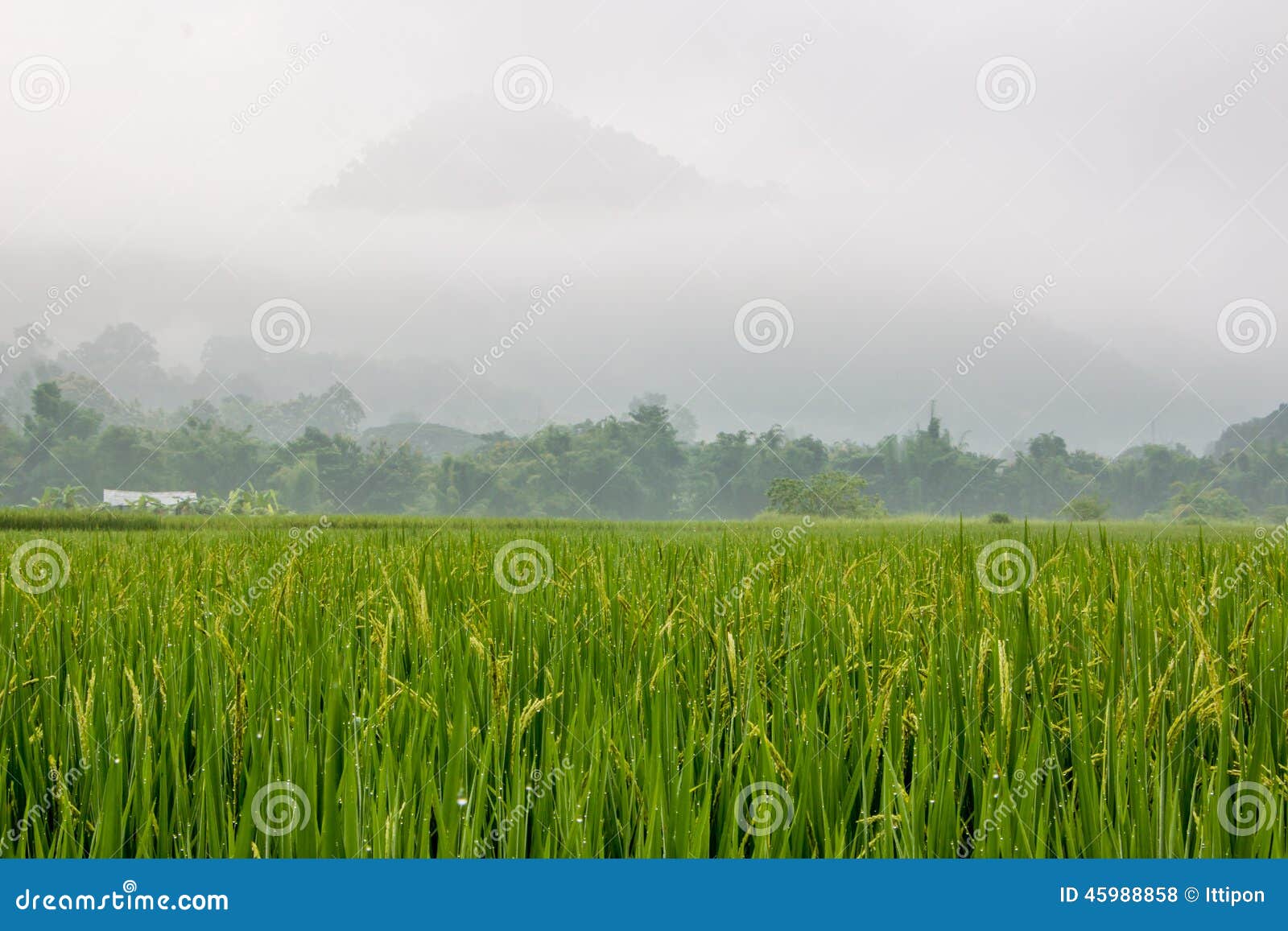 Rice field stock photo. Image of botany, exteriors, harvest - 45988858