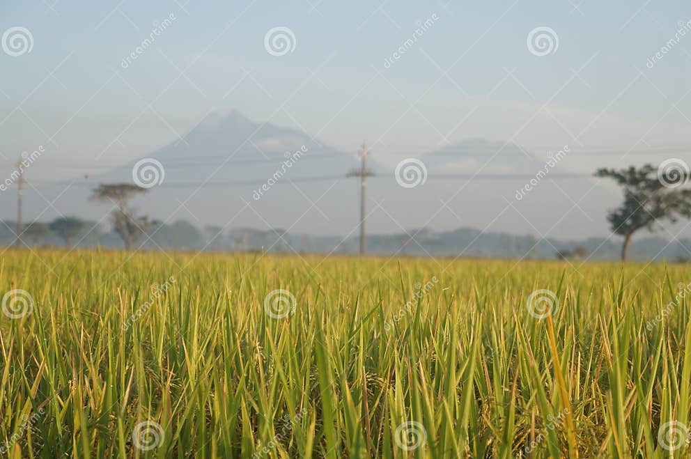 Rice Field with Mountain Background Stock Photo - Image of background ...