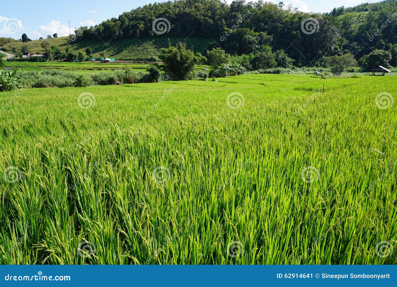 Rice Field with Mountain Background Stock Image - Image of raise ...