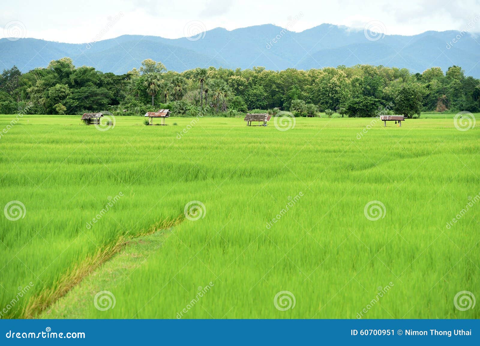 Rice Field with Mountain Background Stock Image - Image of grains ...