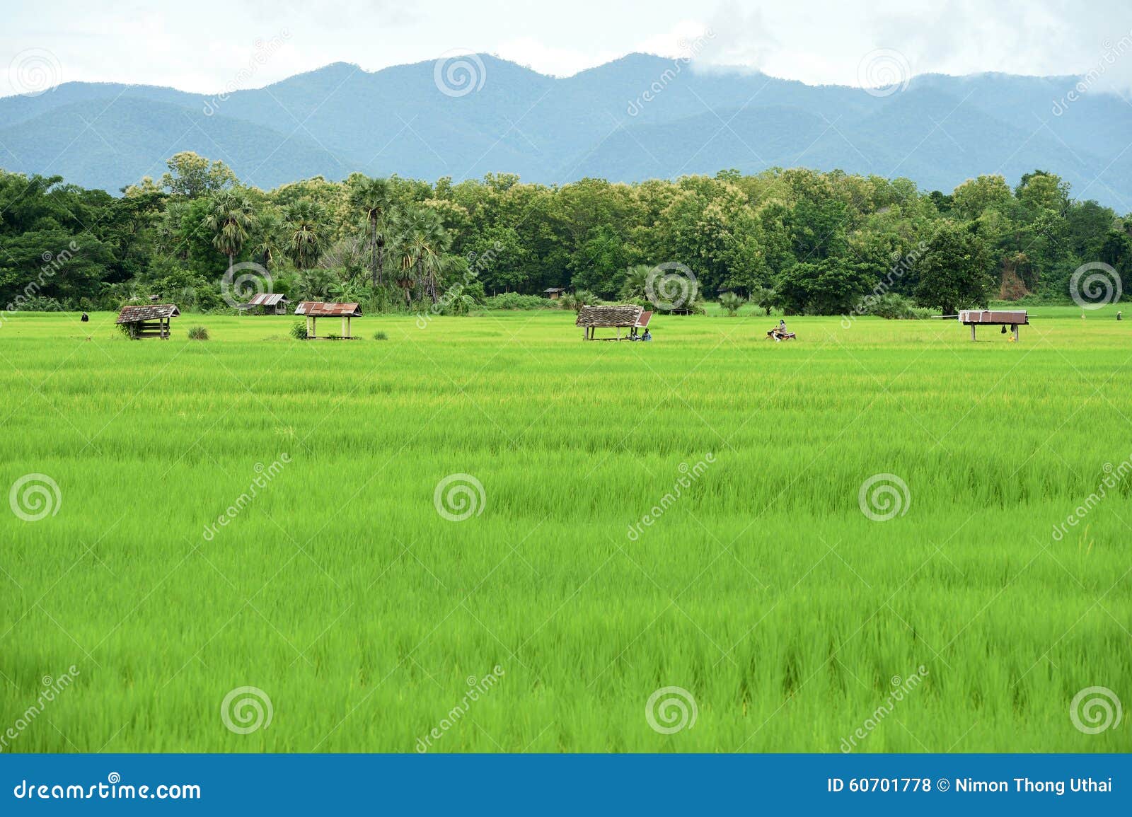 Rice Field with Mountain Background Stock Photo - Image of graphic ...