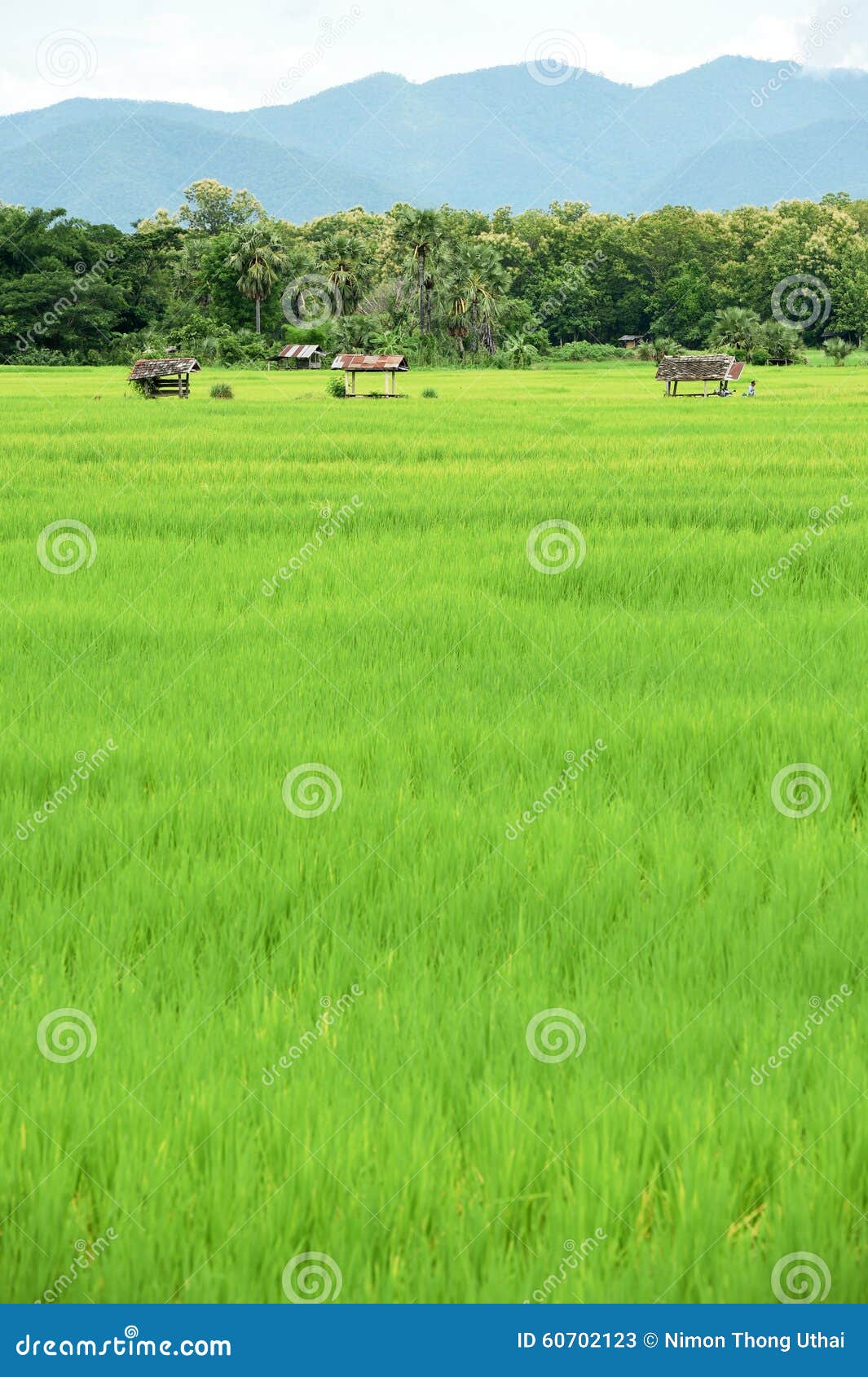 Rice Field with Mountain Background Stock Image - Image of growing ...