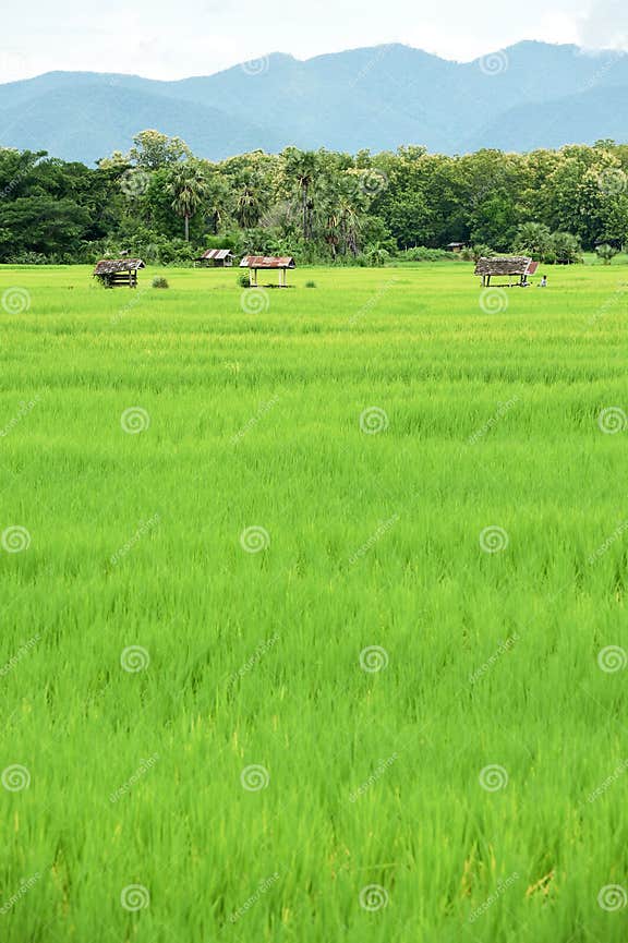 Rice Field with Mountain Background Stock Image - Image of growing ...