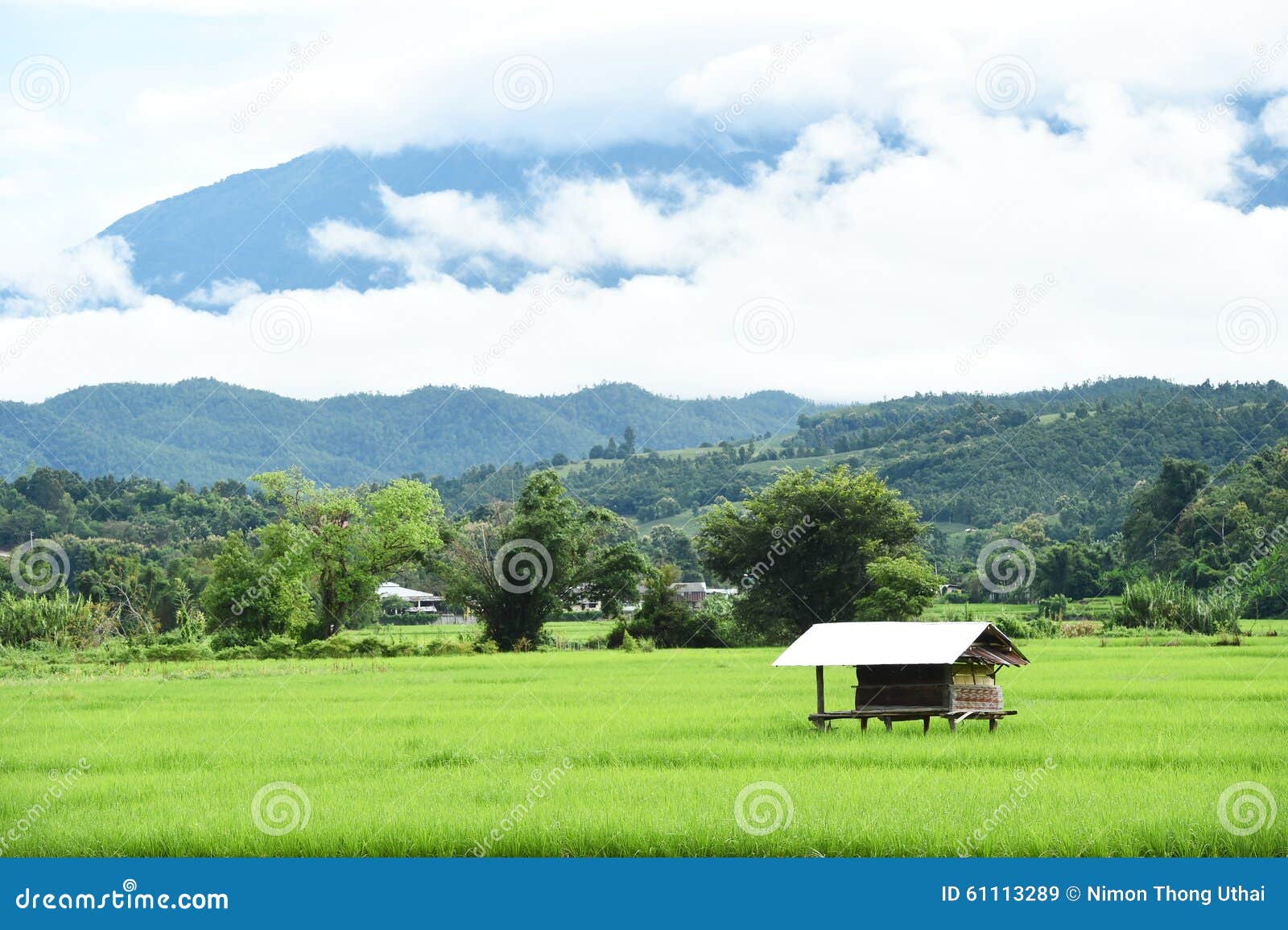 Rice Field with Mountain Background Stock Image - Image of color ...