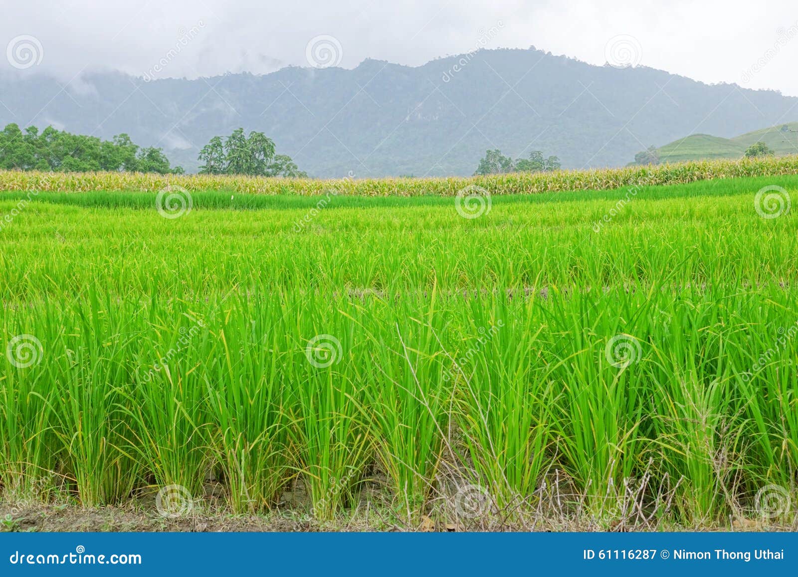 Rice Field with Mountain Background Stock Image - Image of gradient ...