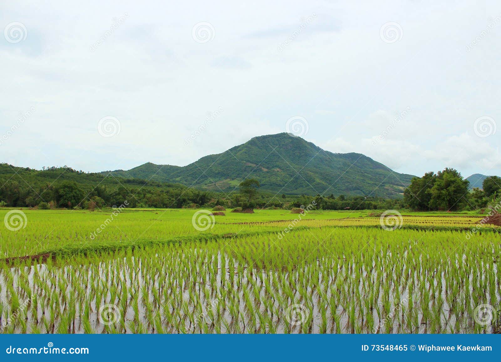 Rice field with mountain stock image. Image of cereal - 73548465