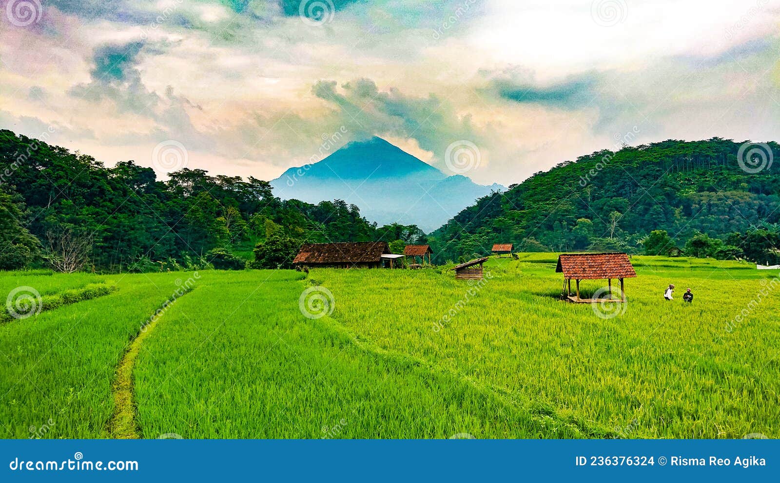 Rice Field and Mountain Panorama in Trawas East Java Editorial Stock ...