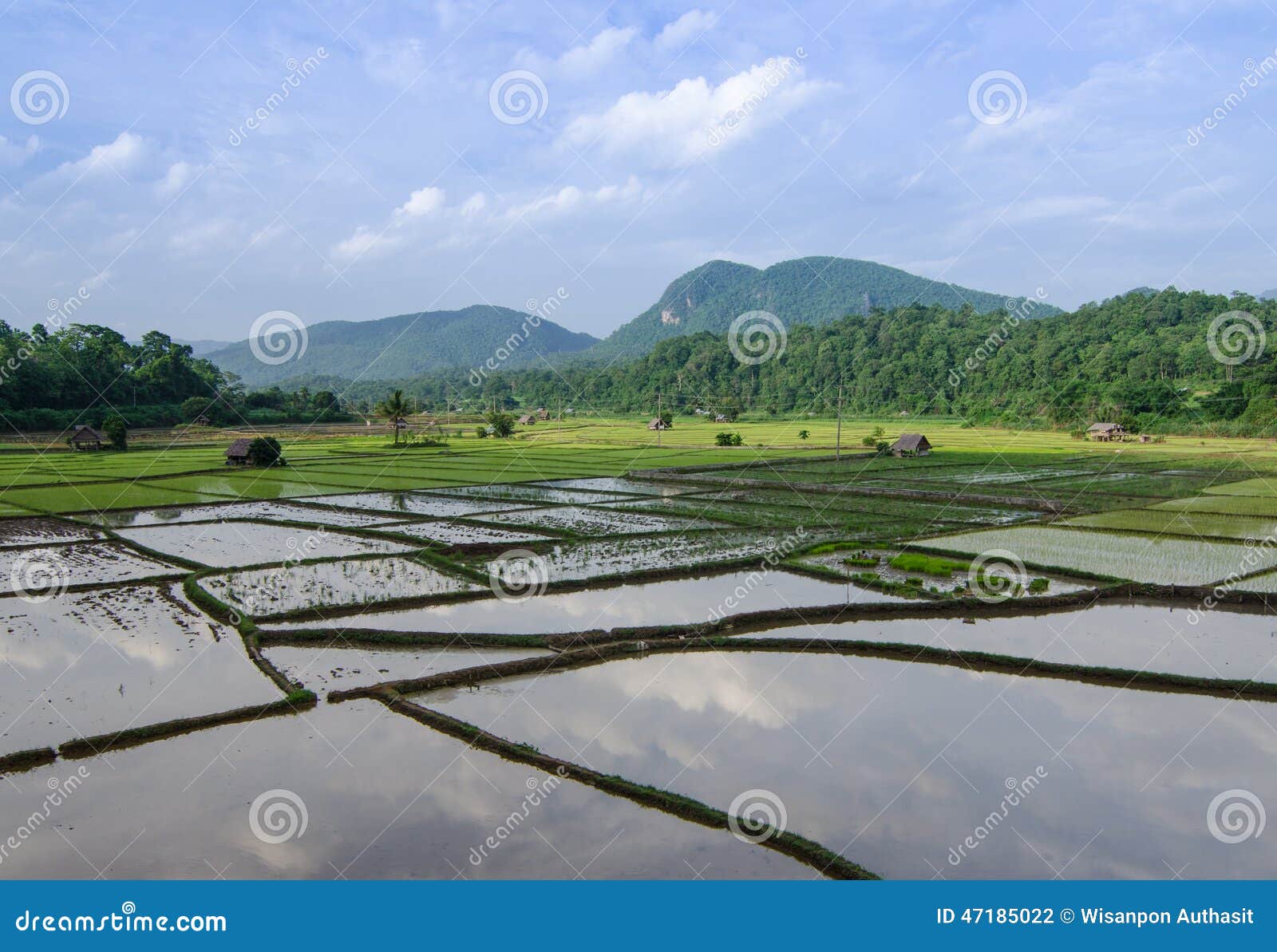 Rice field with mountain stock photo. Image of harvest - 47185022
