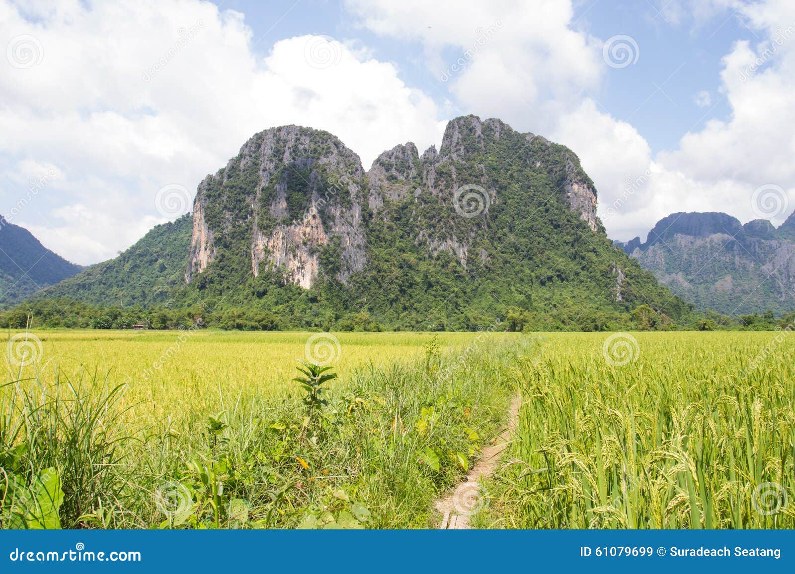 Rice field with mountain stock image. Image of cereal - 61079699