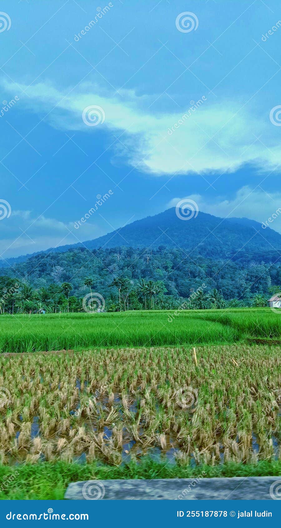 Rice Field Mountain View Beautiful Stock Photo - Image of rice, view ...