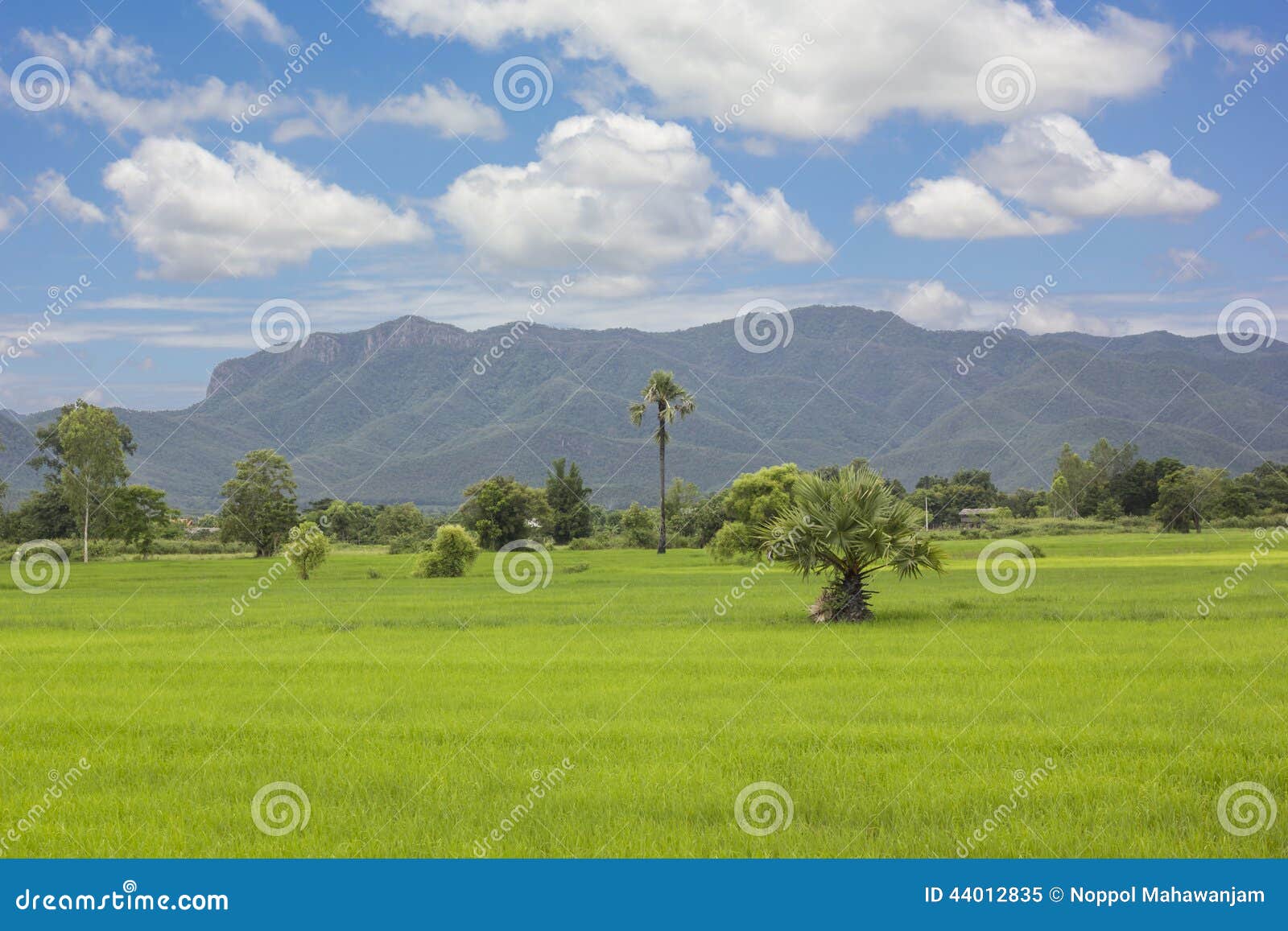 Rice Field with Mountain View Stock Image - Image of asia, green: 44012835