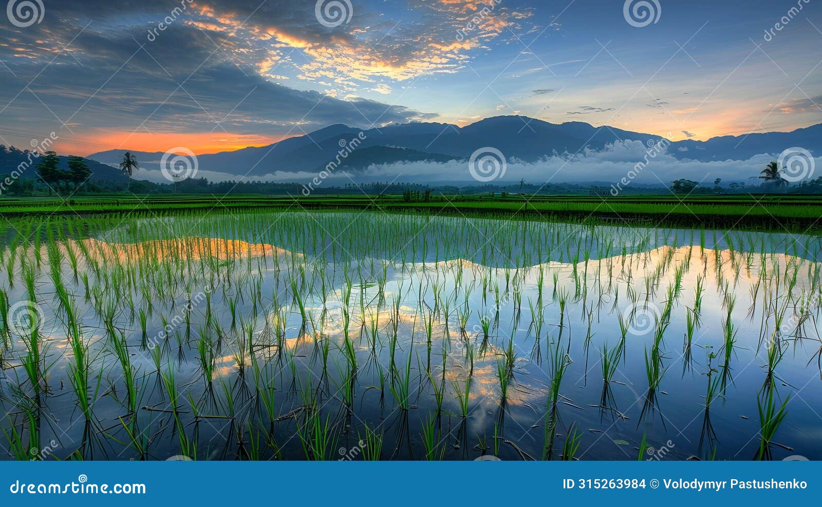A Rice Field with Mountains in the Background Stock Photo - Image of ...