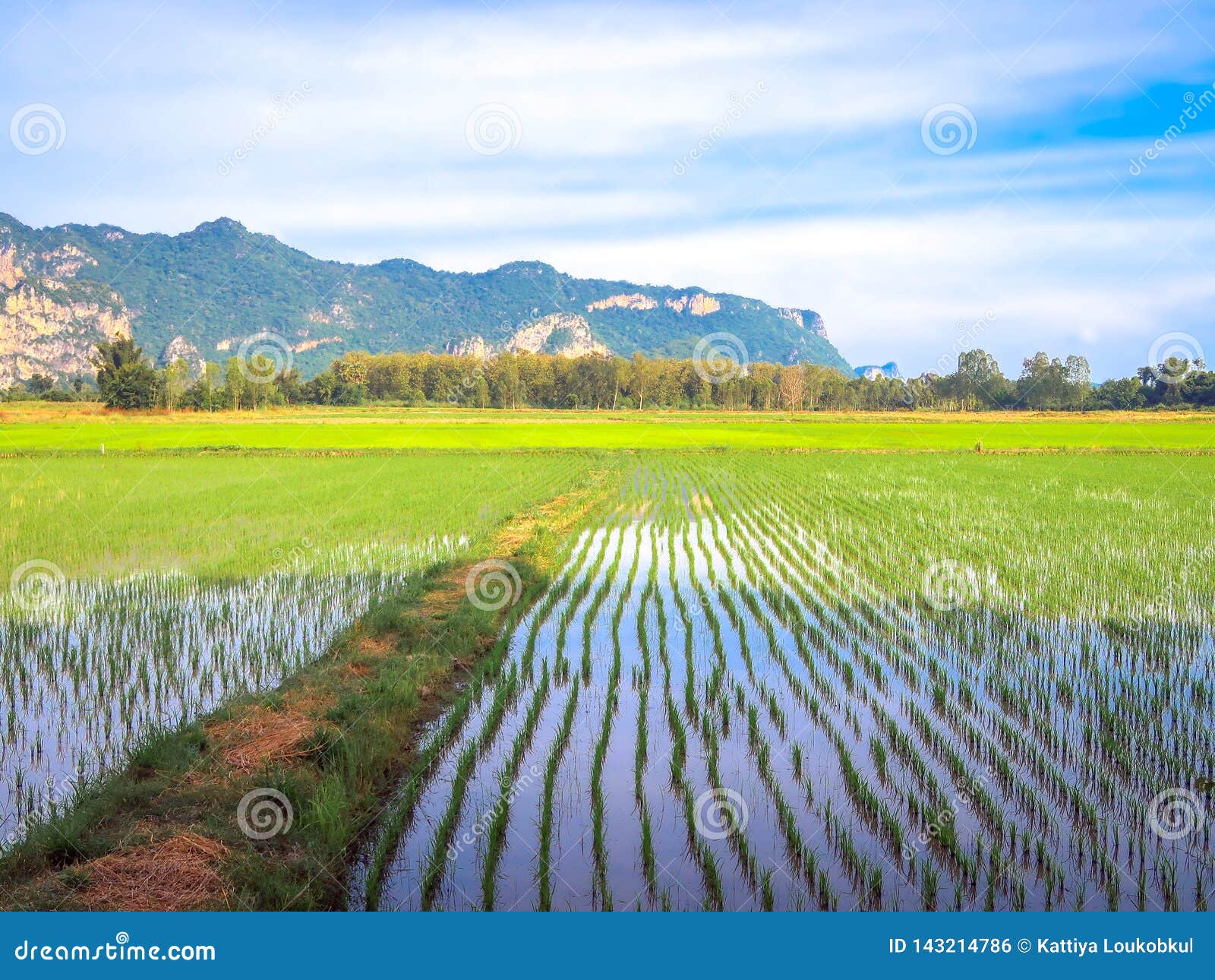 Rice Field with Mountains Background Stock Photo - Image of grass ...