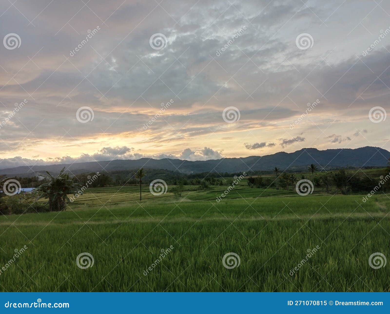 Rice field in my hometown stock image. Image of field - 271070815
