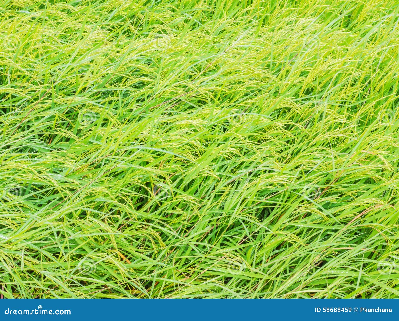 Rice field stock image. Image of asia, branch, food, rice - 58688459