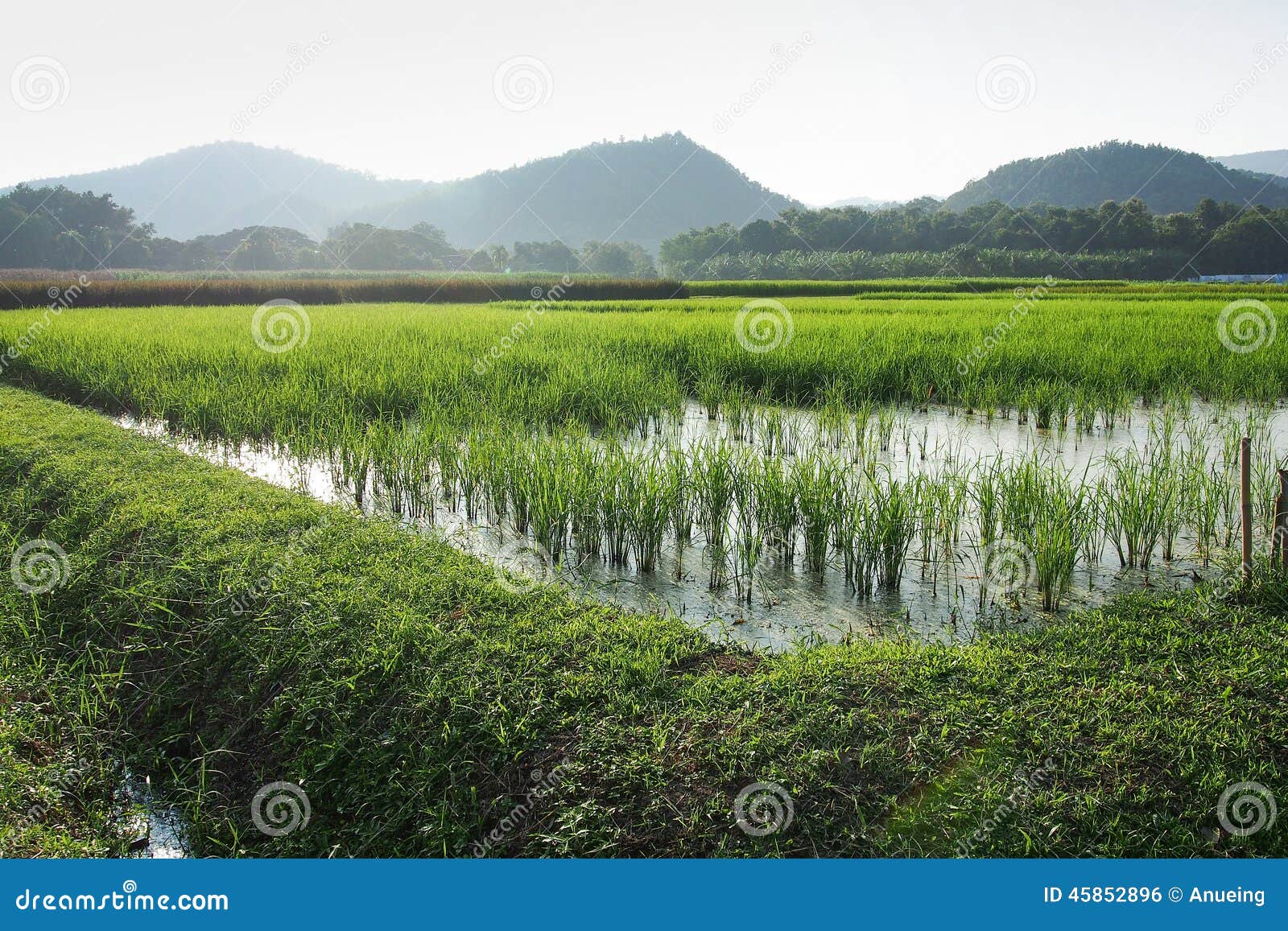 Rice field stock photo. Image of land, beautiful, mountains - 45852896