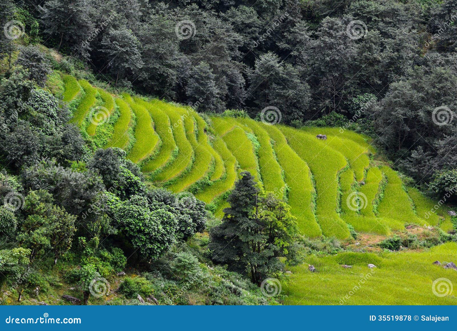 Rice field in Nepal stock photo. Image of ground, agriculture - 35519878