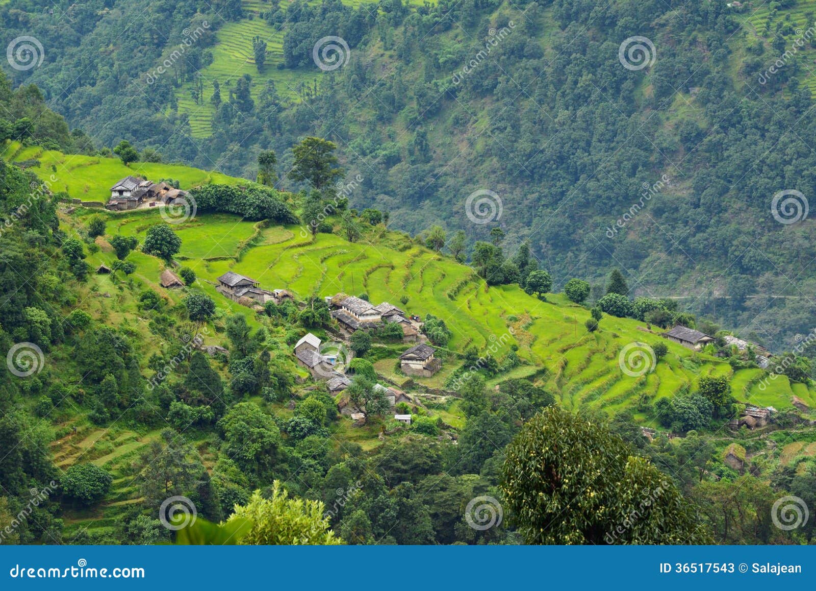 Rice field in Nepal stock image. Image of harvest, ecology - 36517543