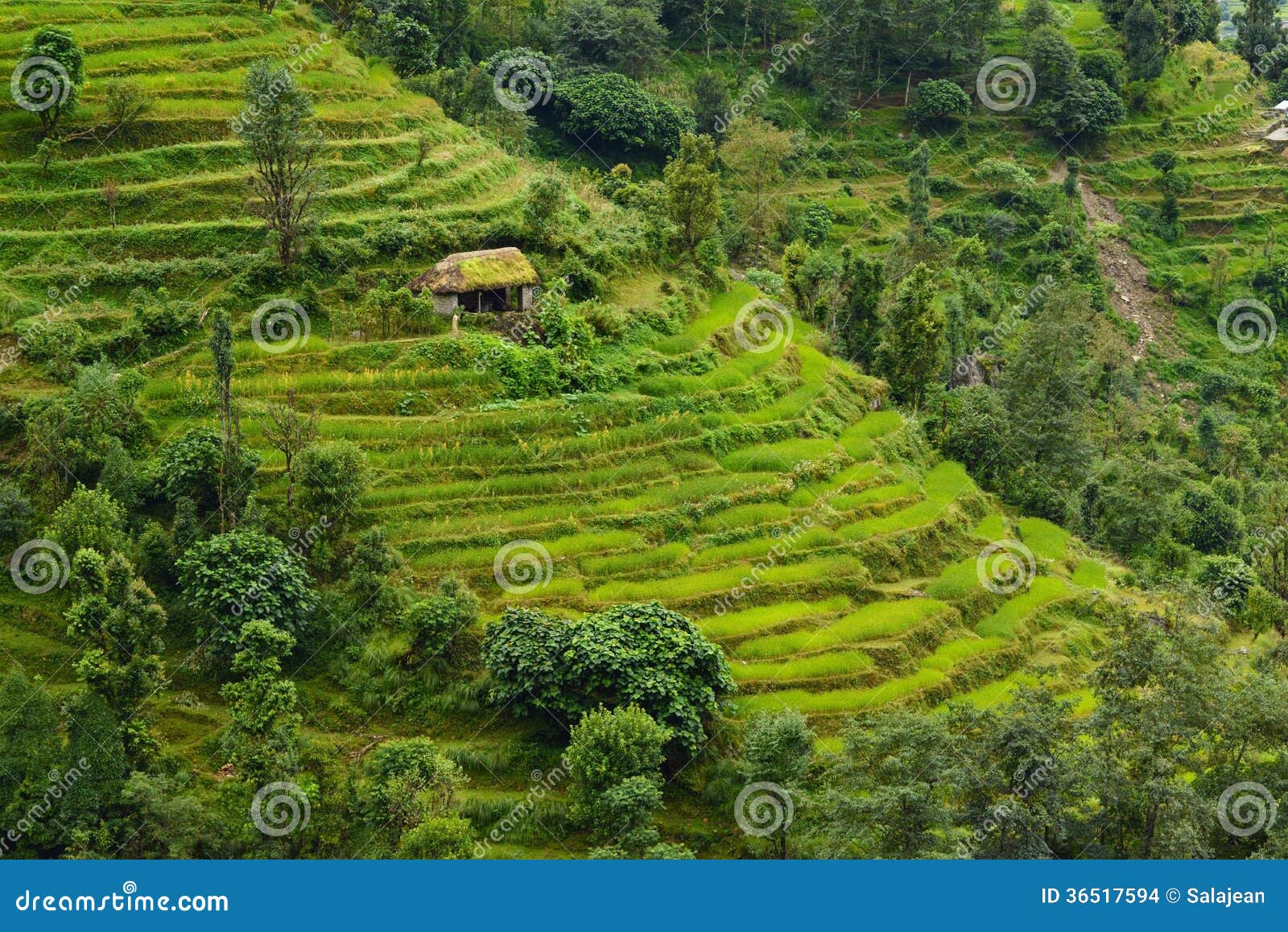 Rice field in Nepal stock photo. Image of mountain, curve - 36517594