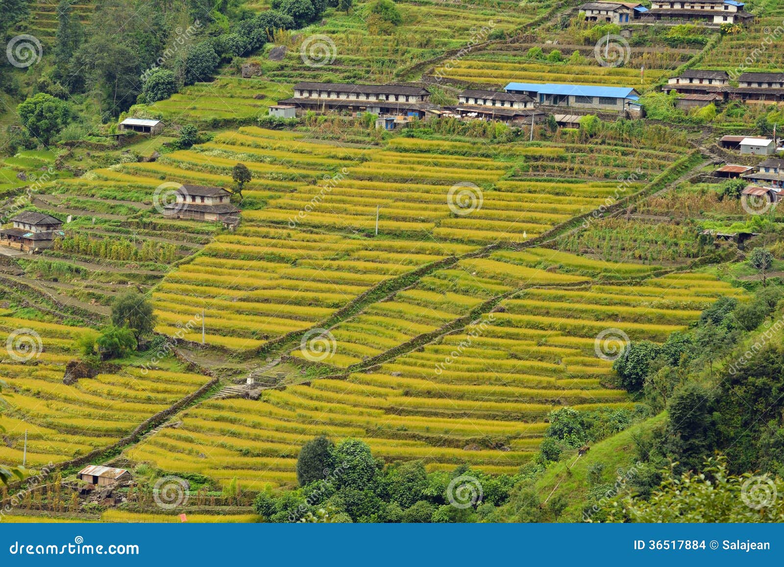 Rice field in Nepal stock photo. Image of annapurna, hill - 36517884