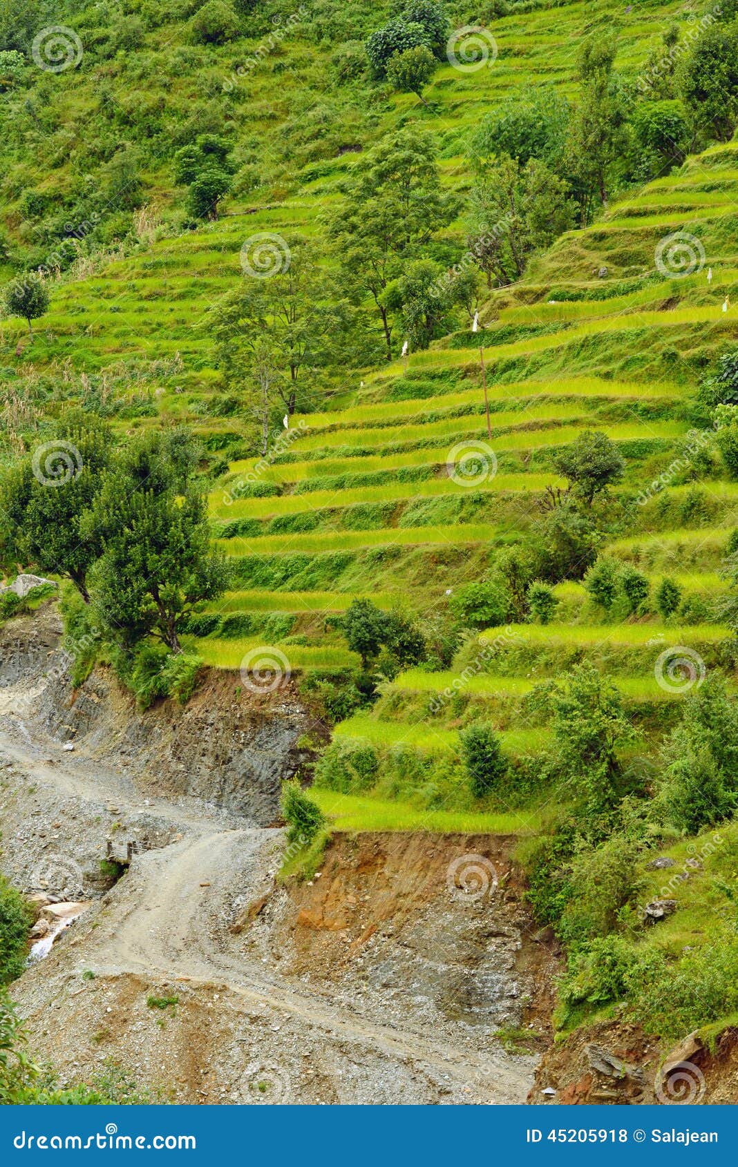 Rice field in Nepal stock photo. Image of field, grass - 45205918