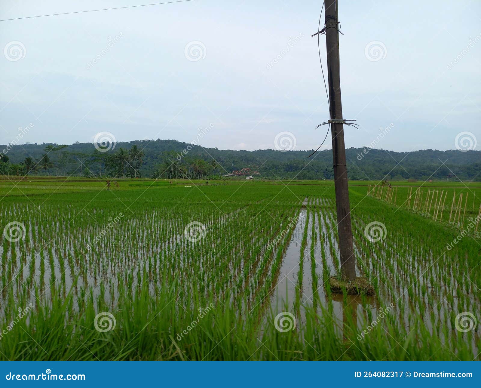Rice field at noon stock image. Image of field, soil - 264082317