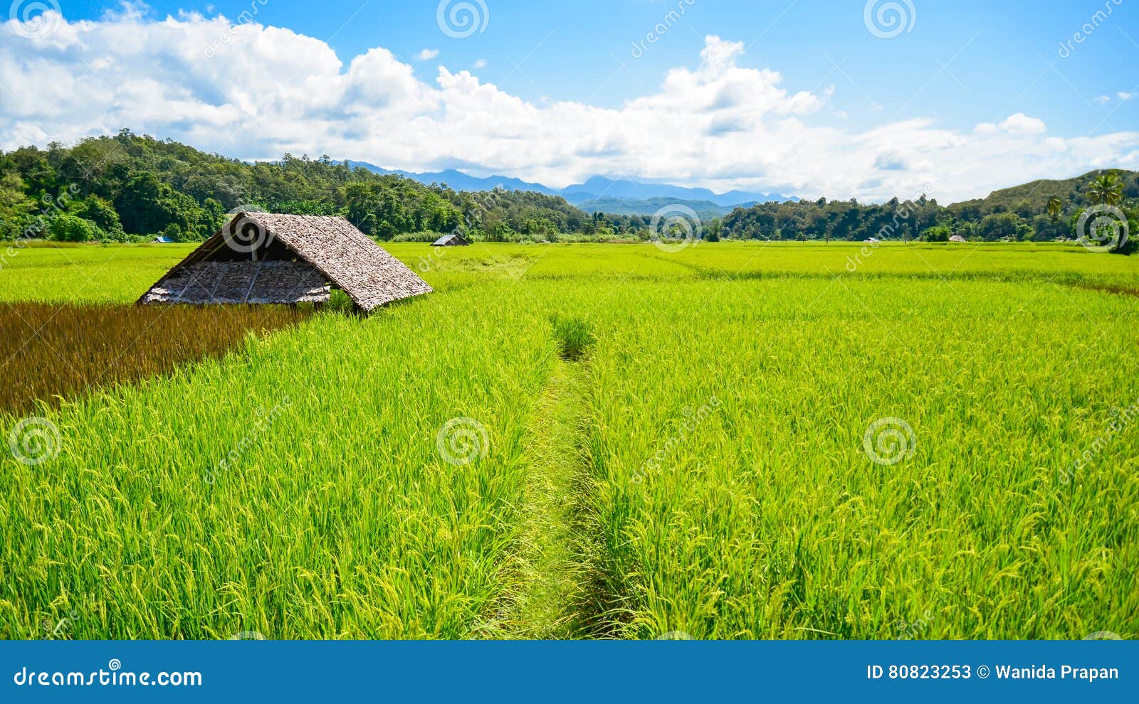 Rice Field in North of Thailand Stock Image - Image of east, leaves ...