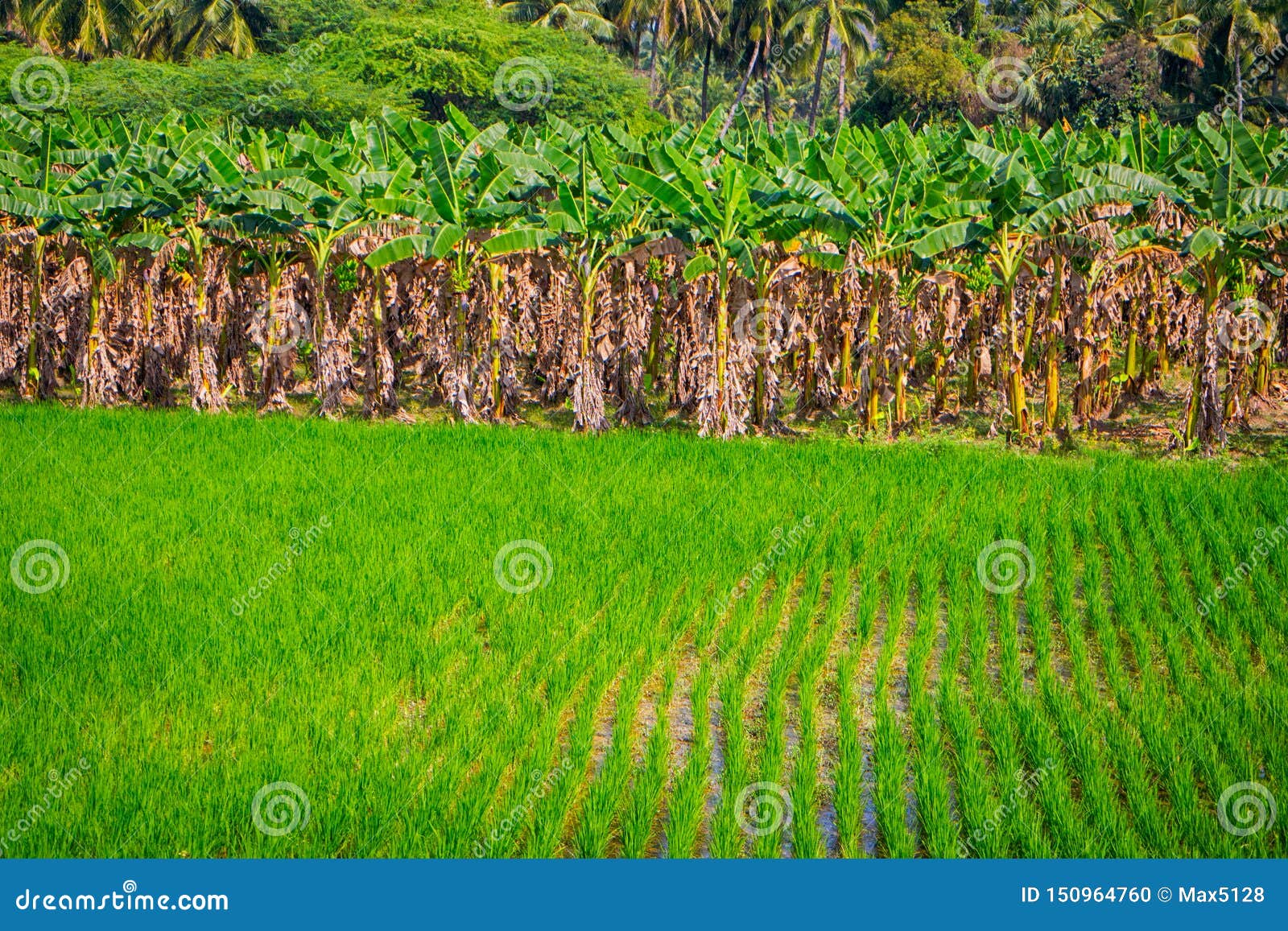 Rice field and old banana stock photo. Image of jungle - 150964760