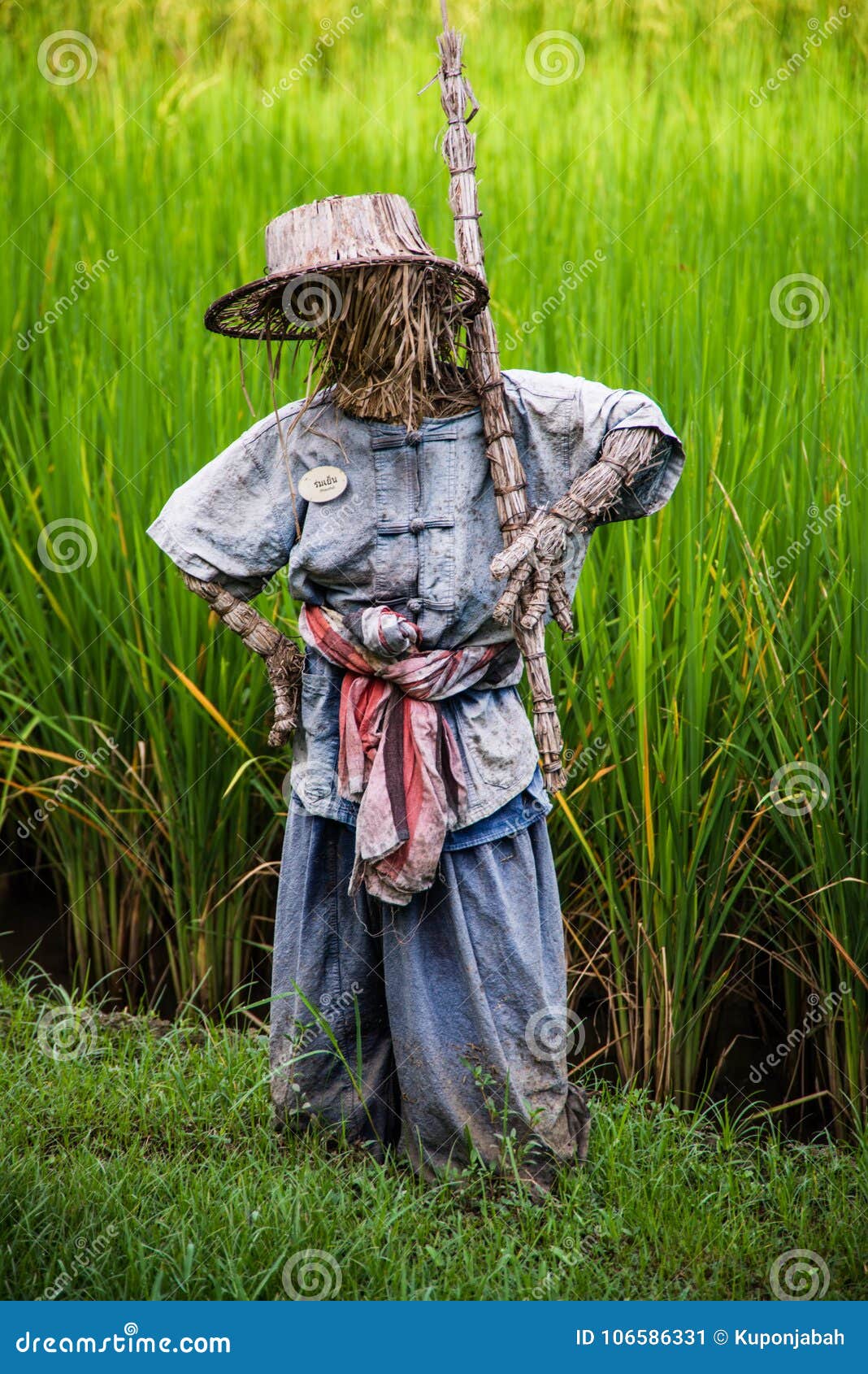 Rice field and scarecrow editorial photo. Image of tree - 106586331